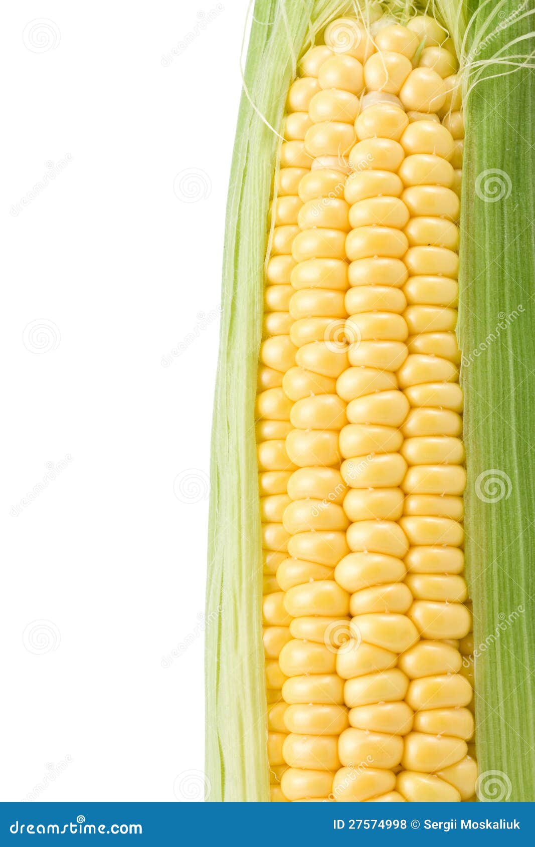 Ripe yellow corn on white stock photo. Image of kitchen - 27574998