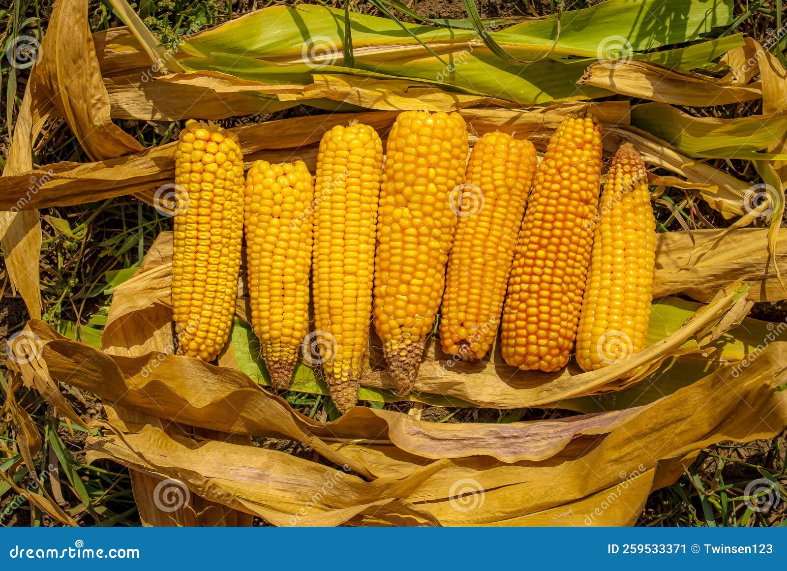 Ripe Yellow Ears of Corn Cobs Stacked on Dry Leaves Stock Image - Image ...