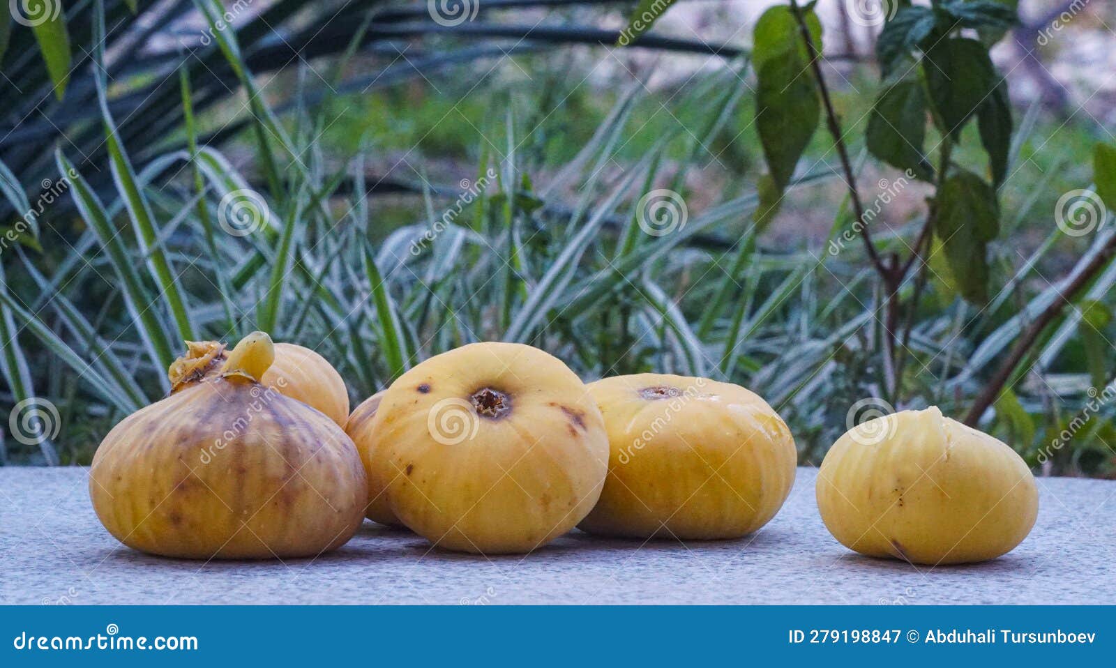 Ripe yellow fig fruit stock image. Image of diet, yellow - 279198847