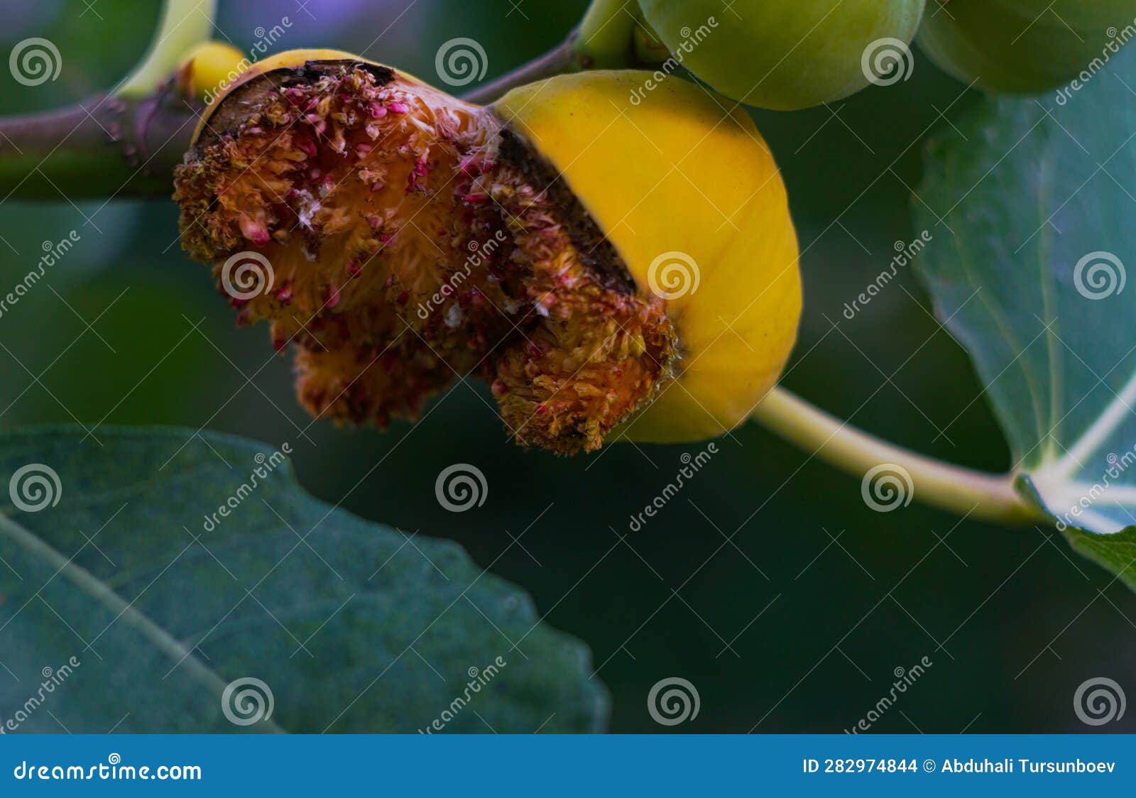 Ripe yellow figs burst stock photo. Image of agriculture - 282974844