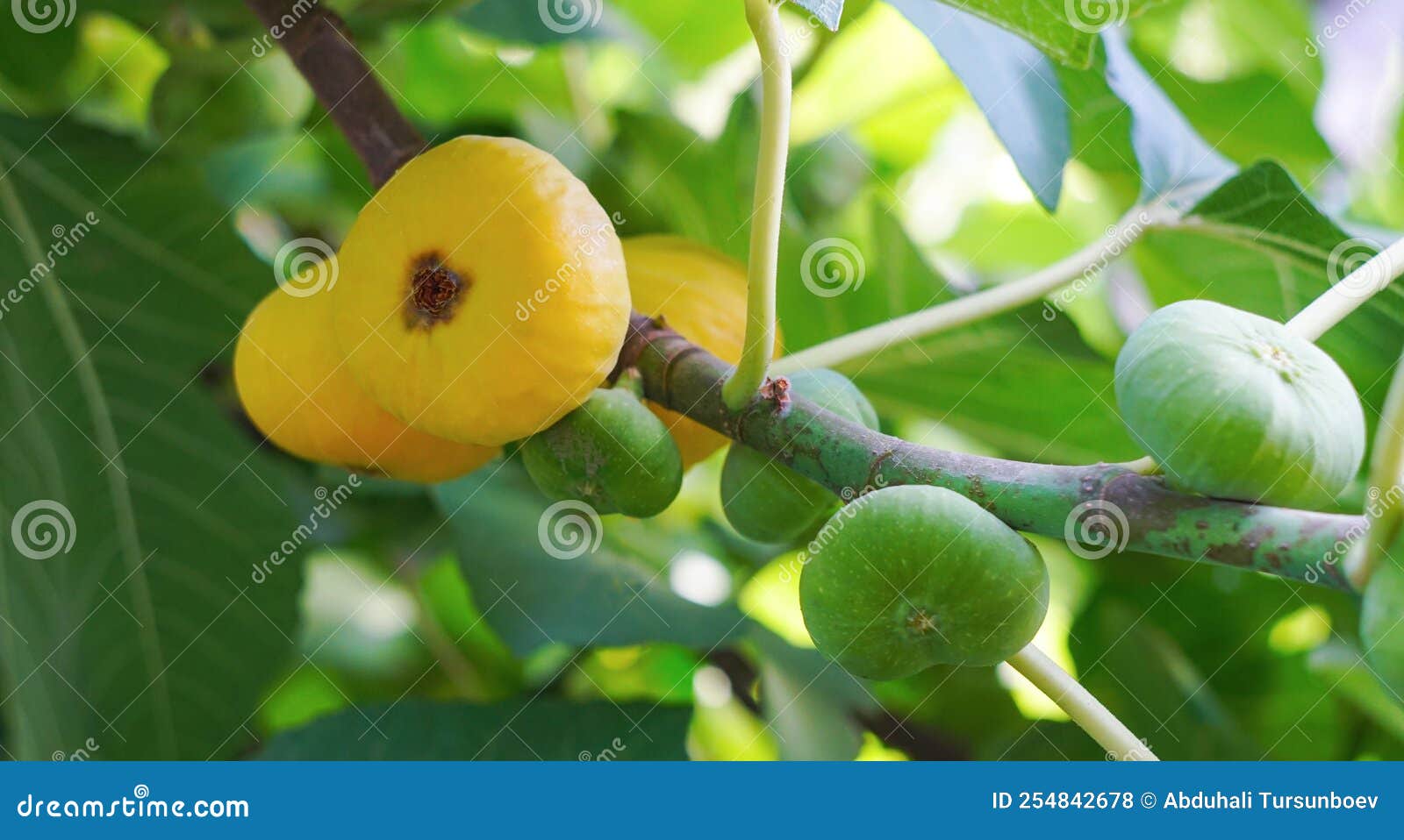 Ripe Yellow Figs on Fig Branch Stock Photo - Image of food, summer ...