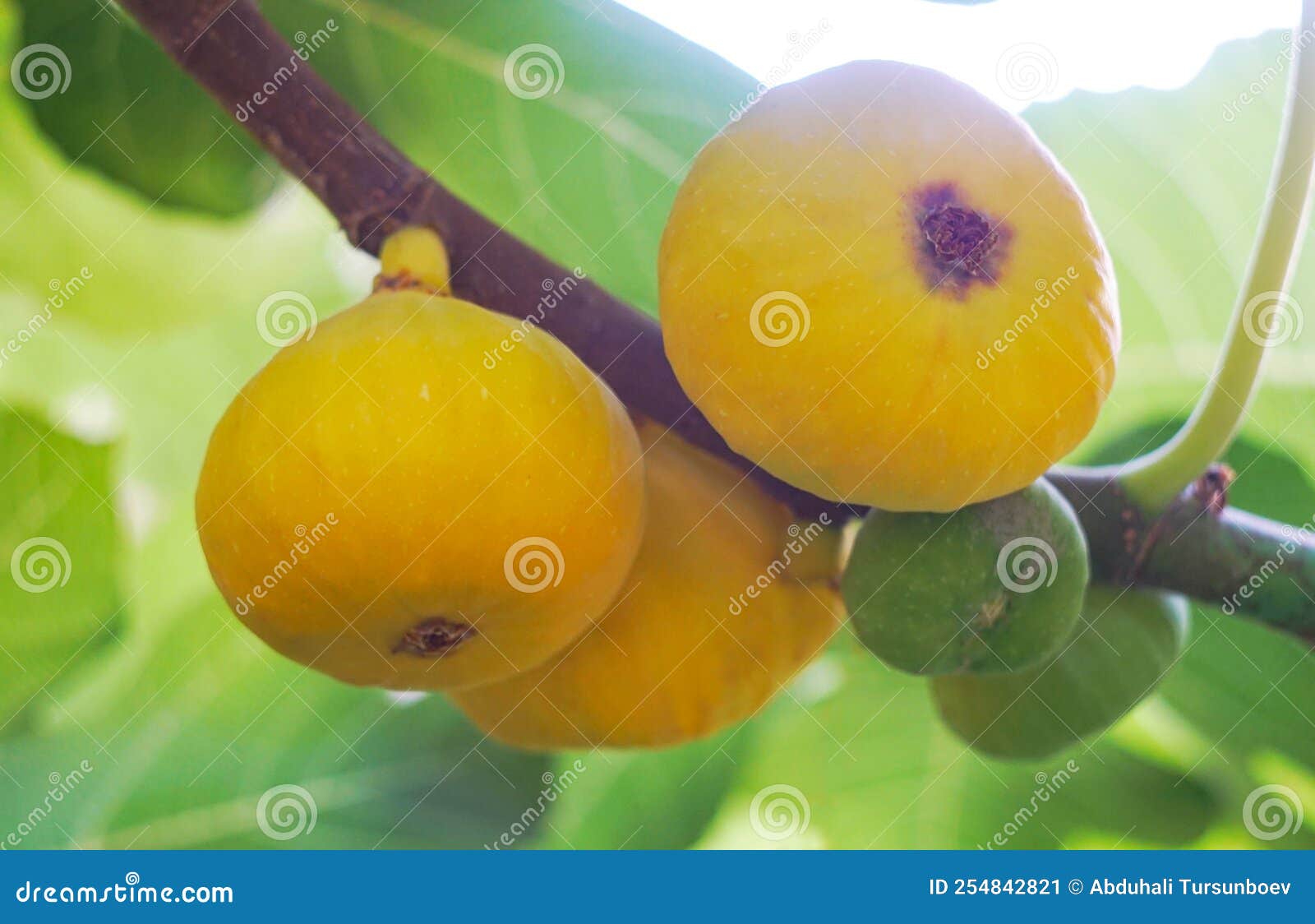 Ripe Yellow Figs on Fig Branch Stock Image - Image of yellow, healthy ...
