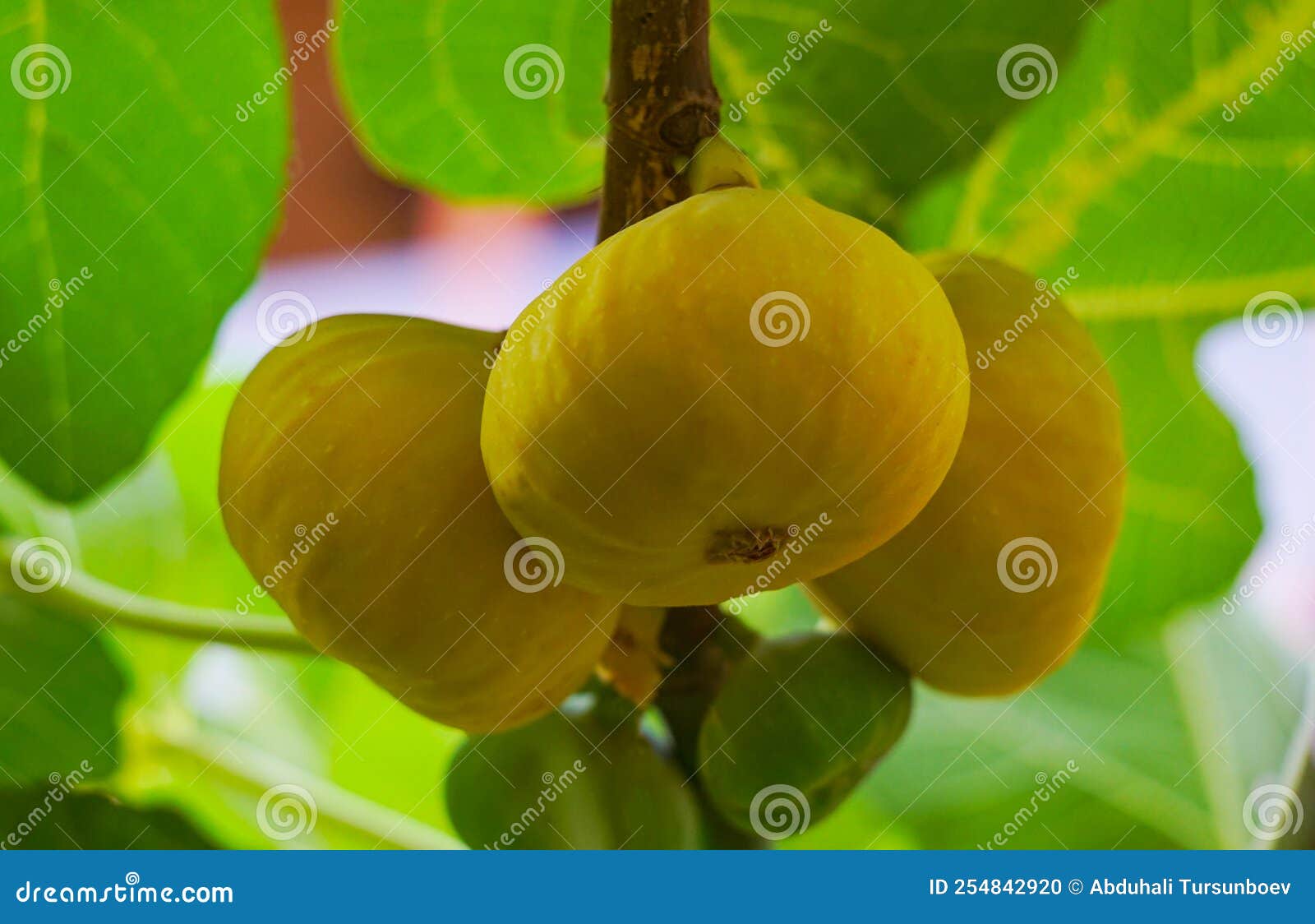 Ripe Yellow Figs on Fig Branch Stock Photo - Image of fruit, plant ...
