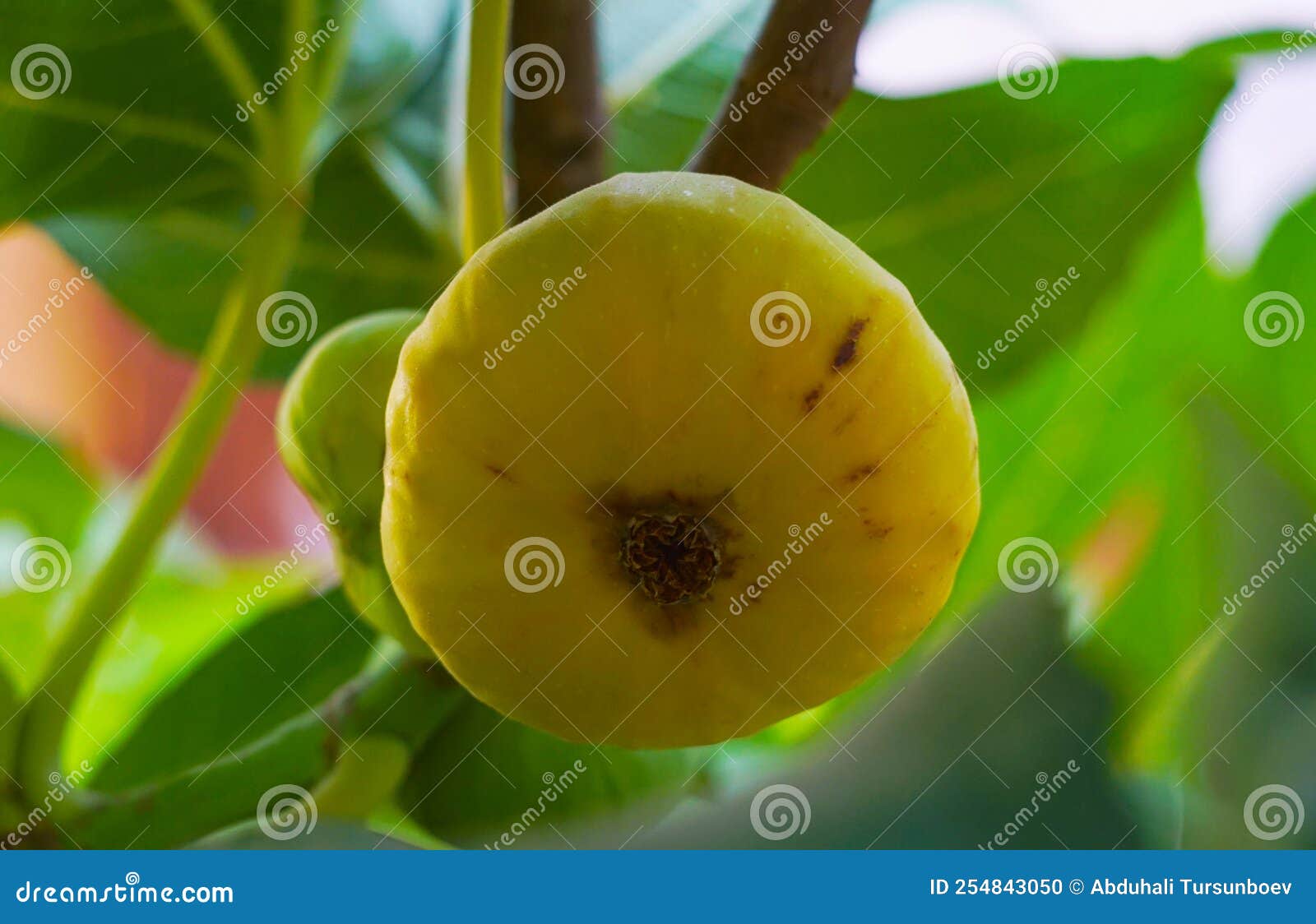Ripe Yellow Figs on Fig Branch Stock Photo - Image of sweet, organic ...