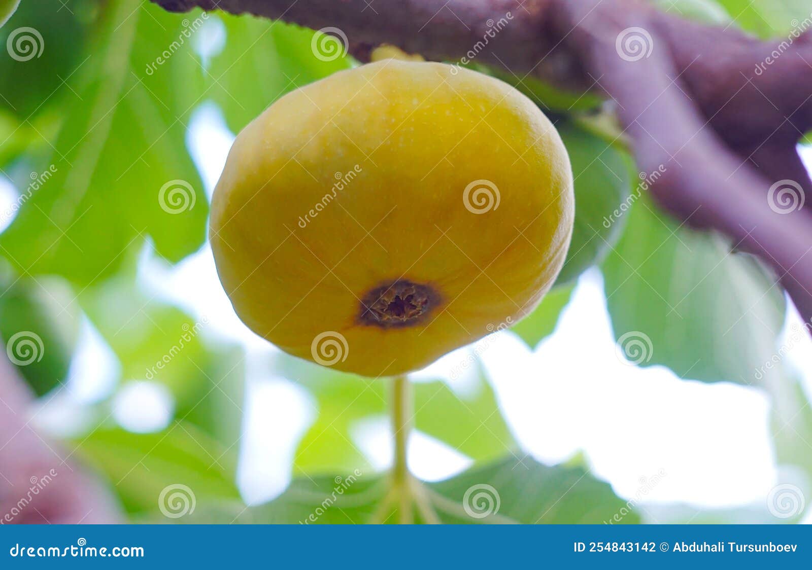Ripe Yellow Figs on Fig Branch Stock Photo - Image of nature, tropical ...