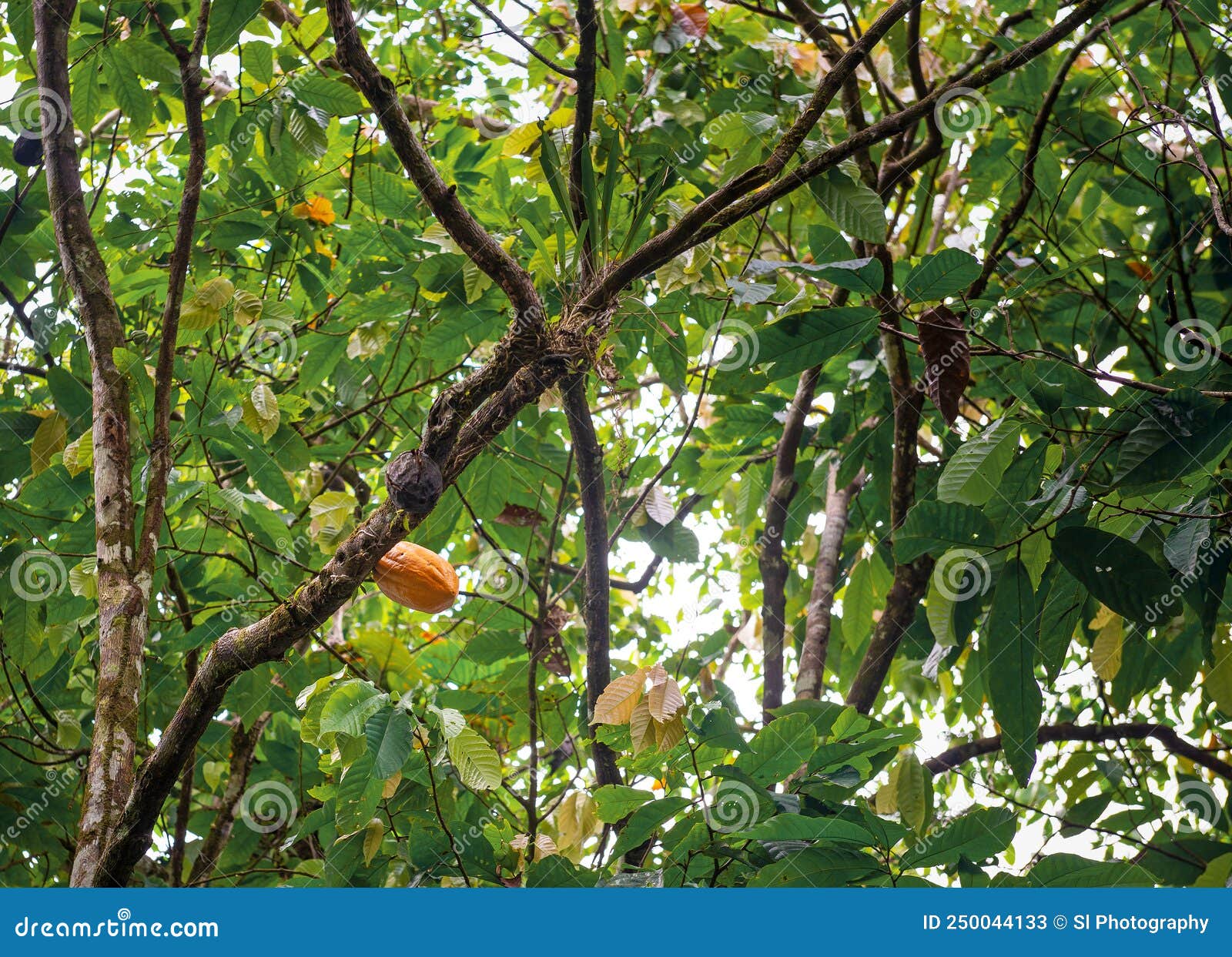 Ripe Yellow Fine Aroma Cacao, Amazon Rainforest Stock Image - Image of ...