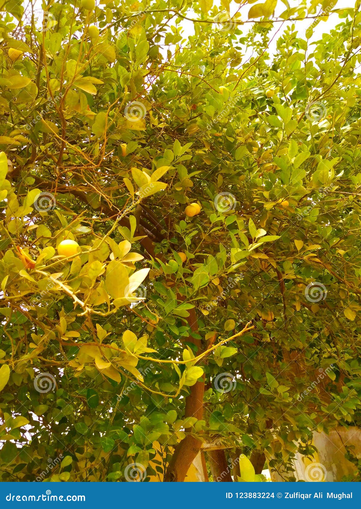 An old lemon tree stock photo. Image of lemon, yellow - 123883224
