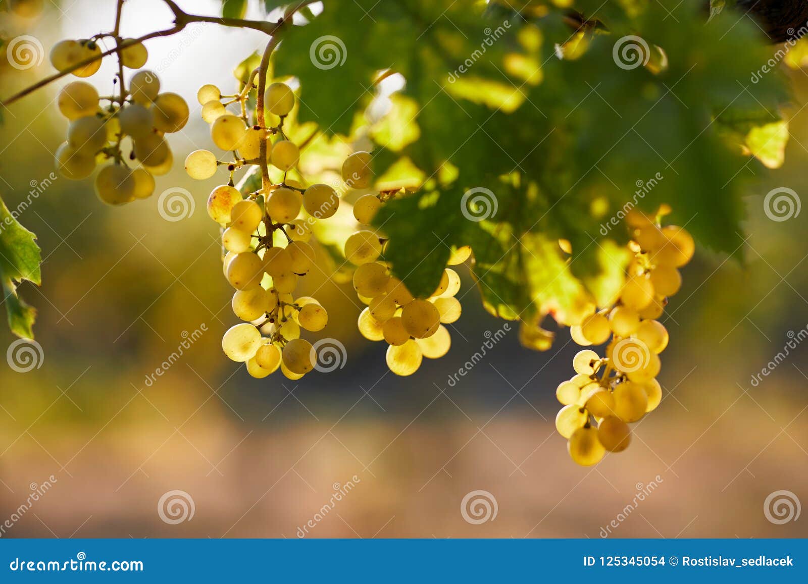 Ripe Yellow Grapes on a Vineyard Stock Photo - Image of bright, growing ...