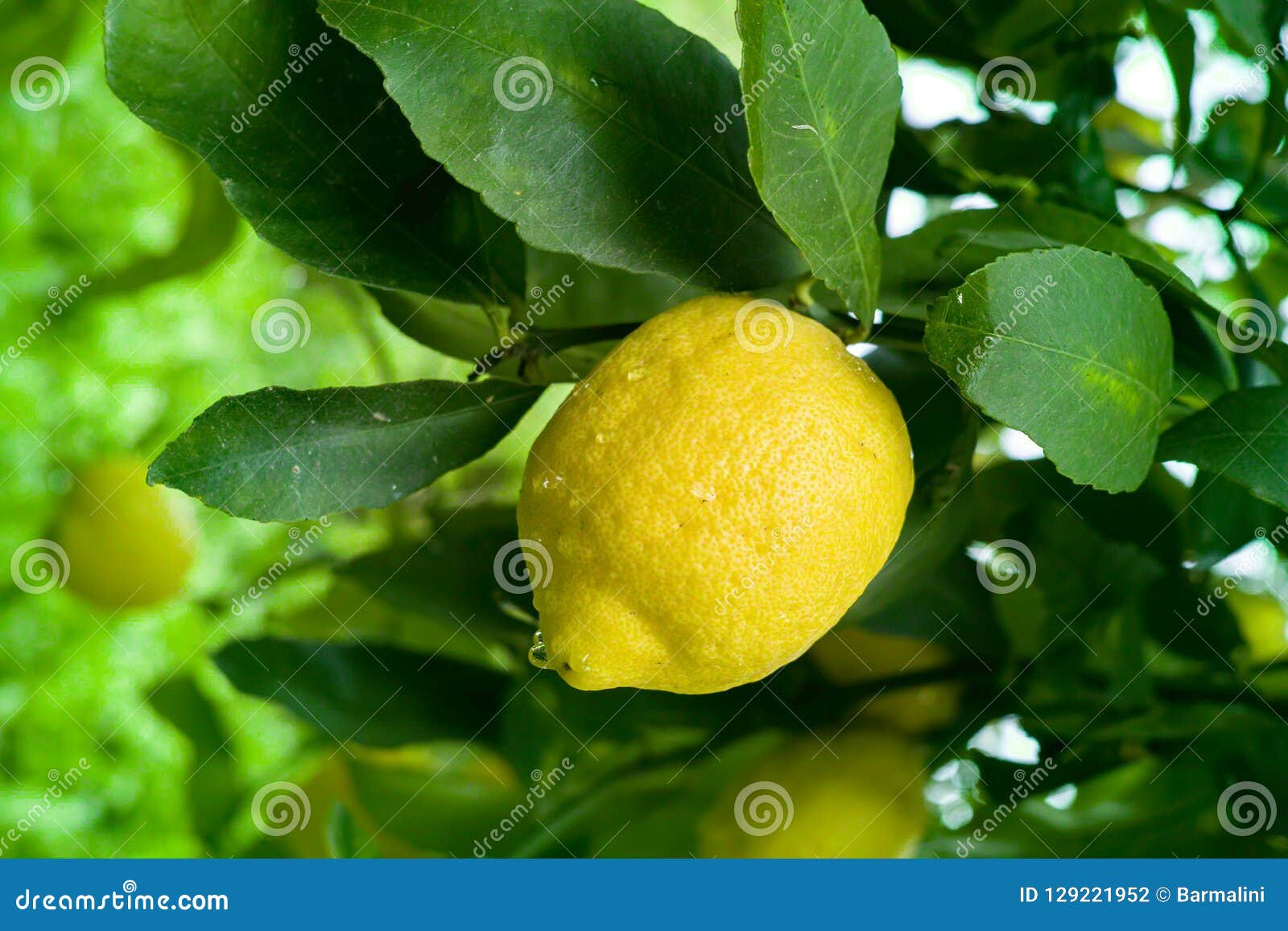 Ripe Yellow Lemon Citrus Fruit Hanging on Lemon Tree Close Up Stock ...