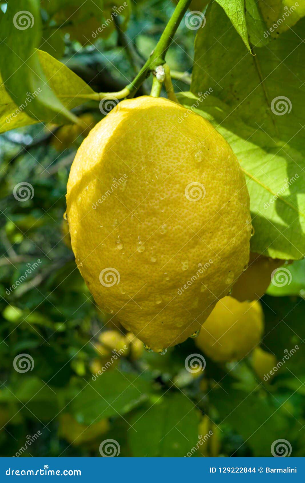 Ripe Yellow Lemon Citrus Fruit Hanging on Lemon Tree Close Up Stock ...