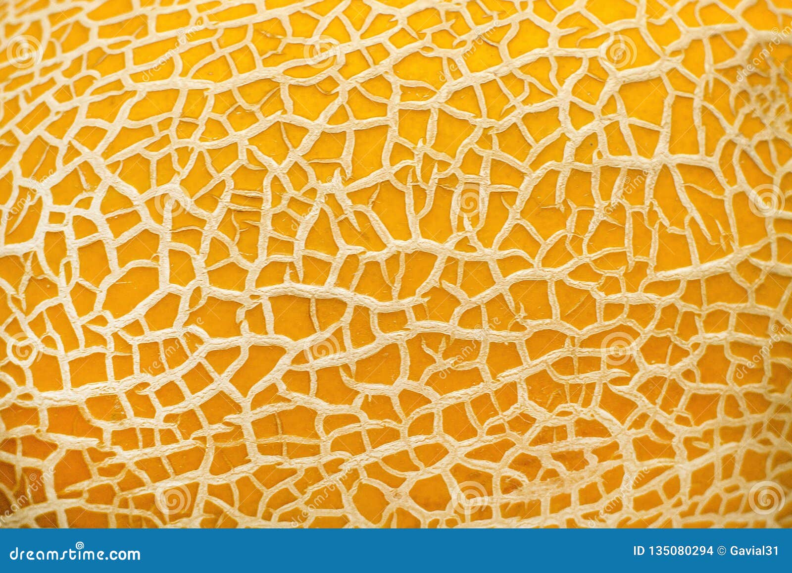 Melon Texture Royalty-Free Stock Photo | CartoonDealer.com #42473247