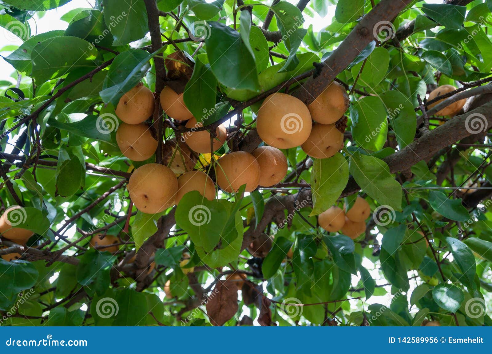 Ripe Yellow Nashi Pears on a Tree Stock Photo - Image of yellow, nashi ...
