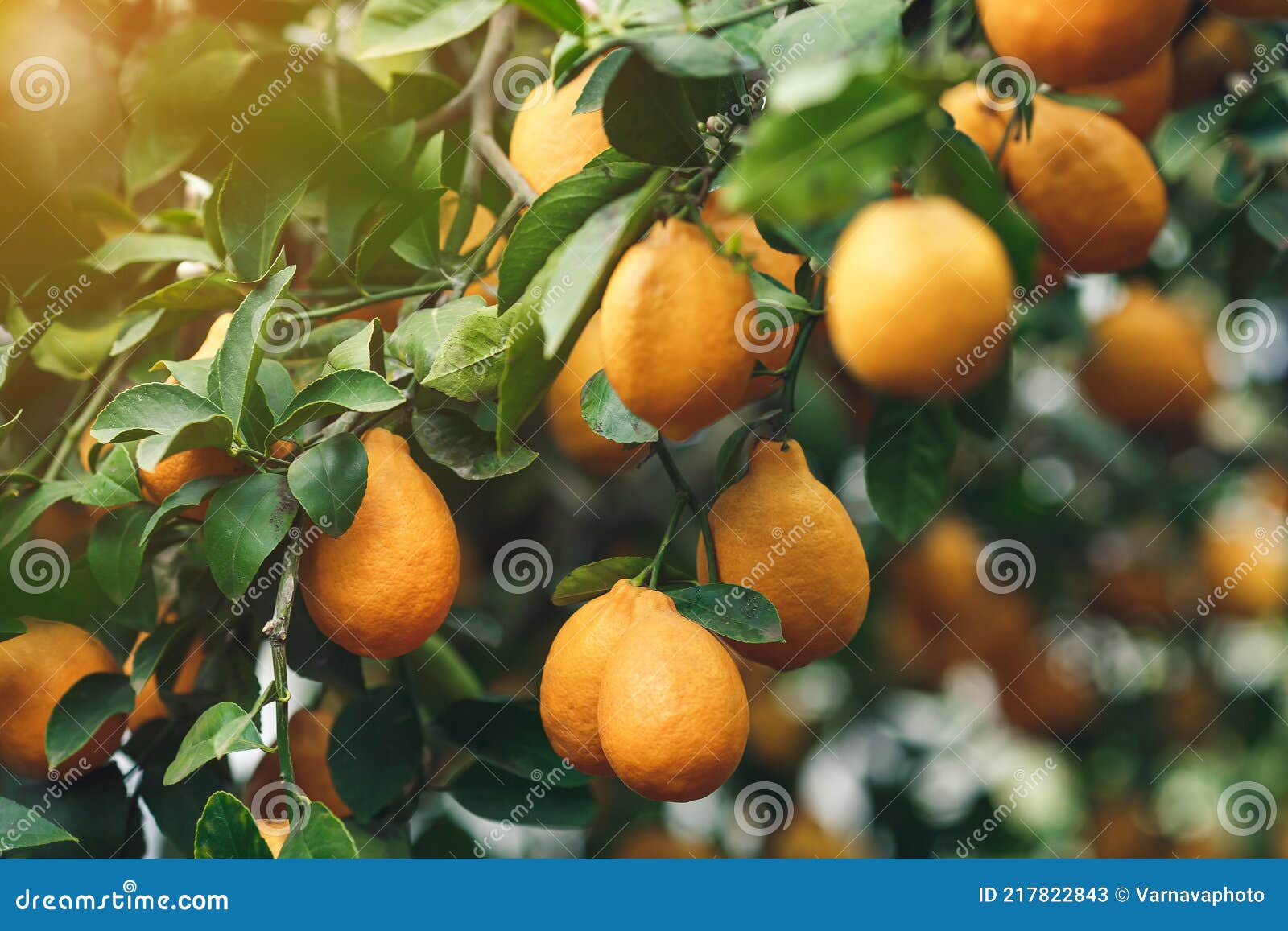 Ripe Yellow-orange Meyer Lemons on a Lemon Tree. Stock Image - Image of ...