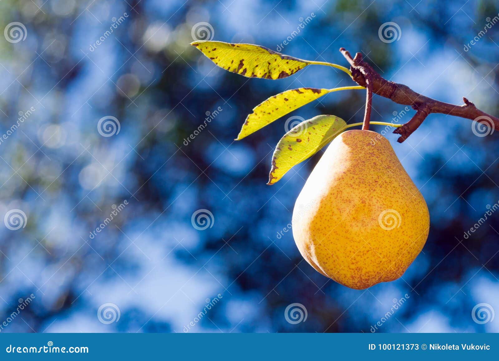 Ripe pear on tree stock image. Image of background, health - 100121373