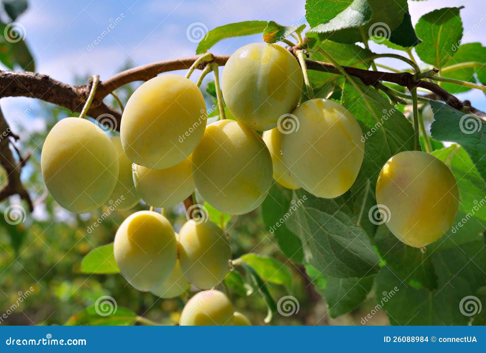 Ripe Yellow Plum on the Branch Stock Photo - Image of ripe, crop: 26088984