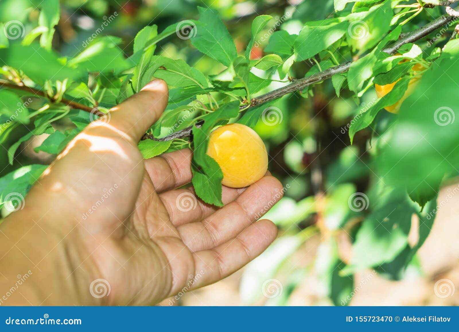 Ripe Yellow Plum on the Tree Stock Photo - Image of eating, plant ...