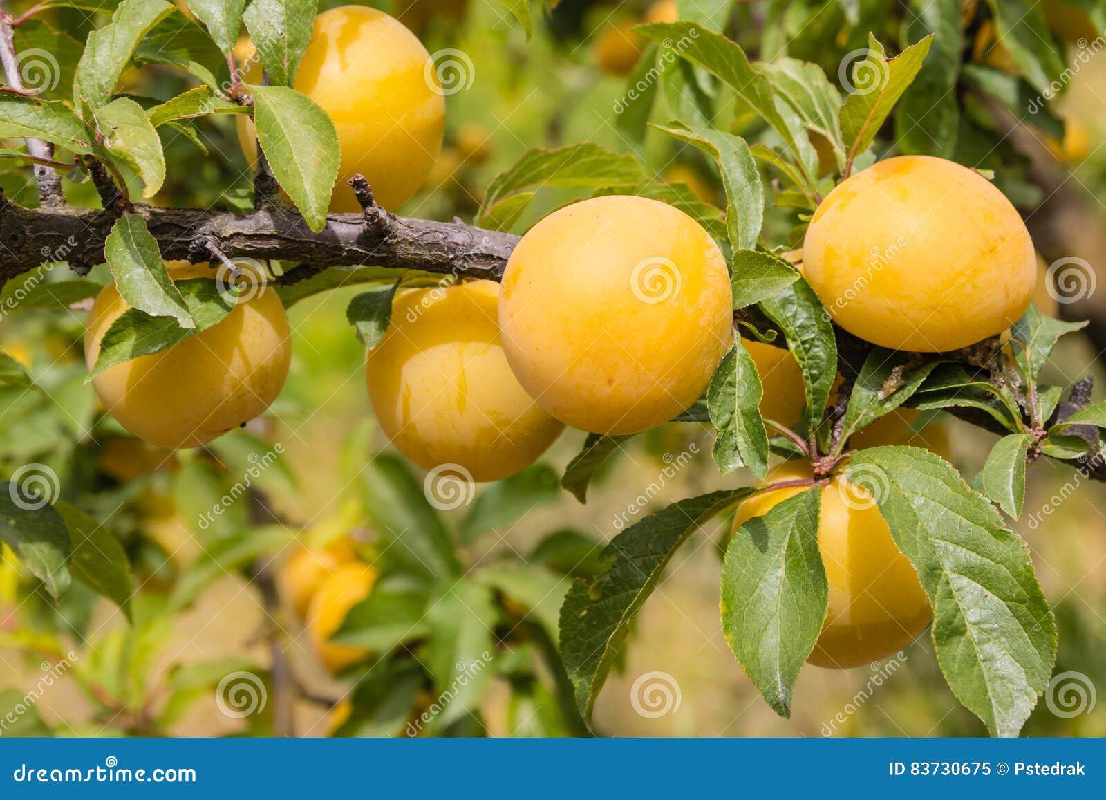 Ripe Yellow Plums on Plum Tree Stock Image - Image of garden, summer ...