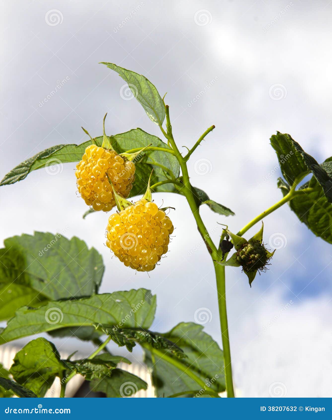Ripe Yellow Raspberry on a Branch Stock Photo - Image of closeup ...