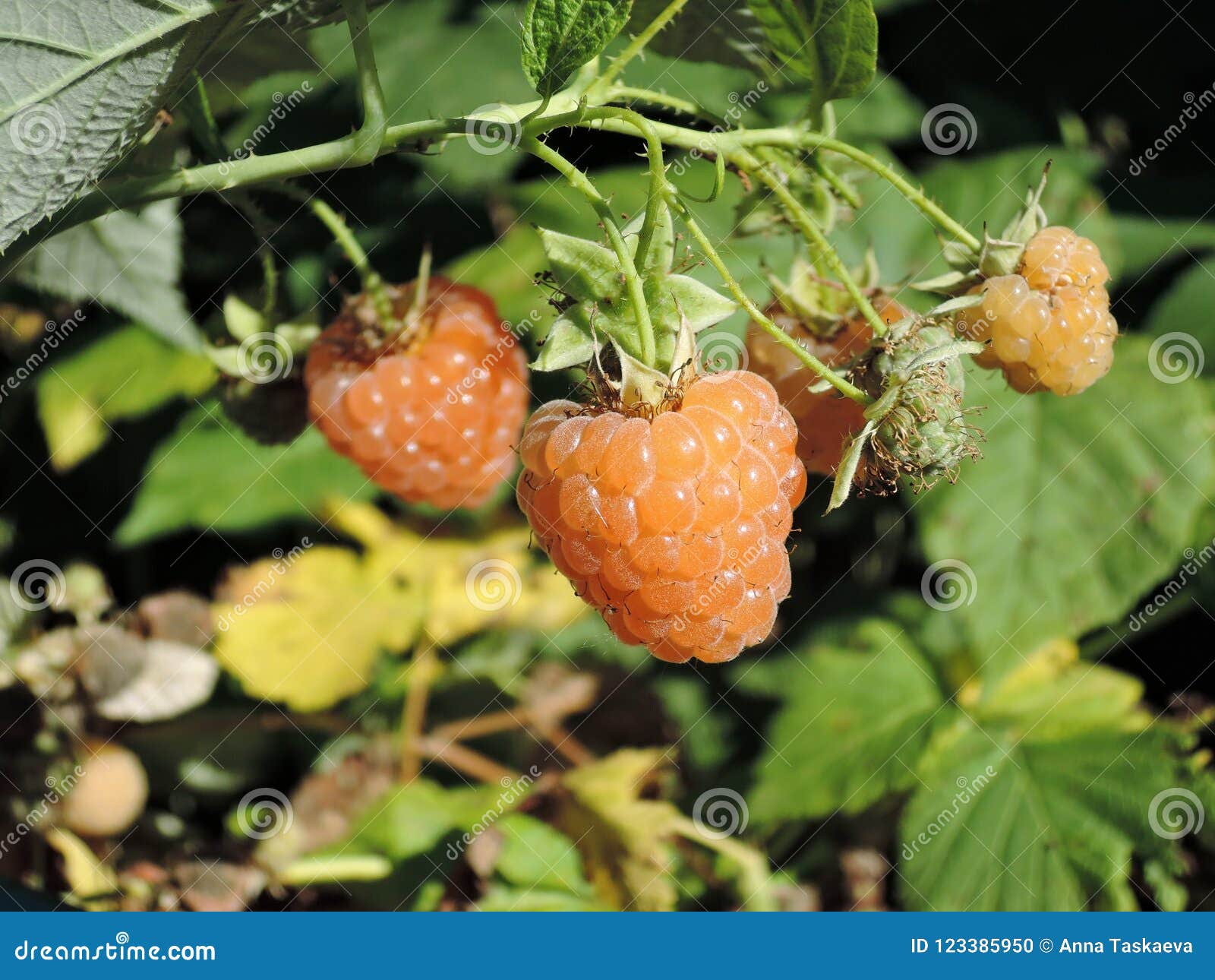 Ripe yellow raspberry stock photo. Image of raspberry - 123385950