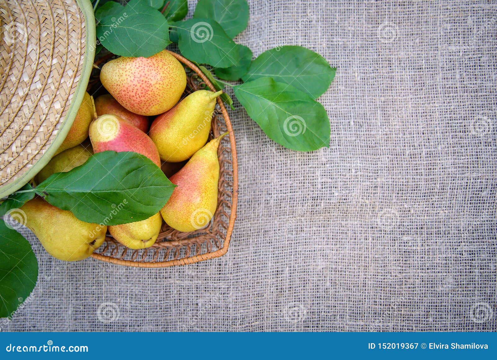 Ripe Yellow-red Pears and a Straw Hat on the Background of Burlap Stock ...