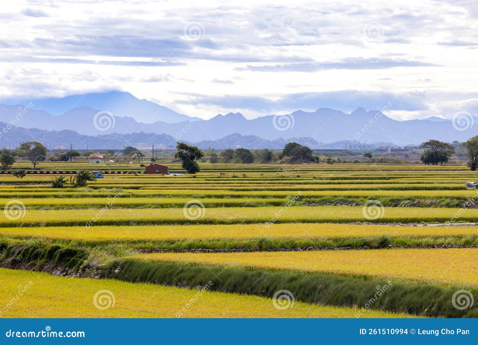 Ripe yellow rice field stock photo. Image of farming - 261510994