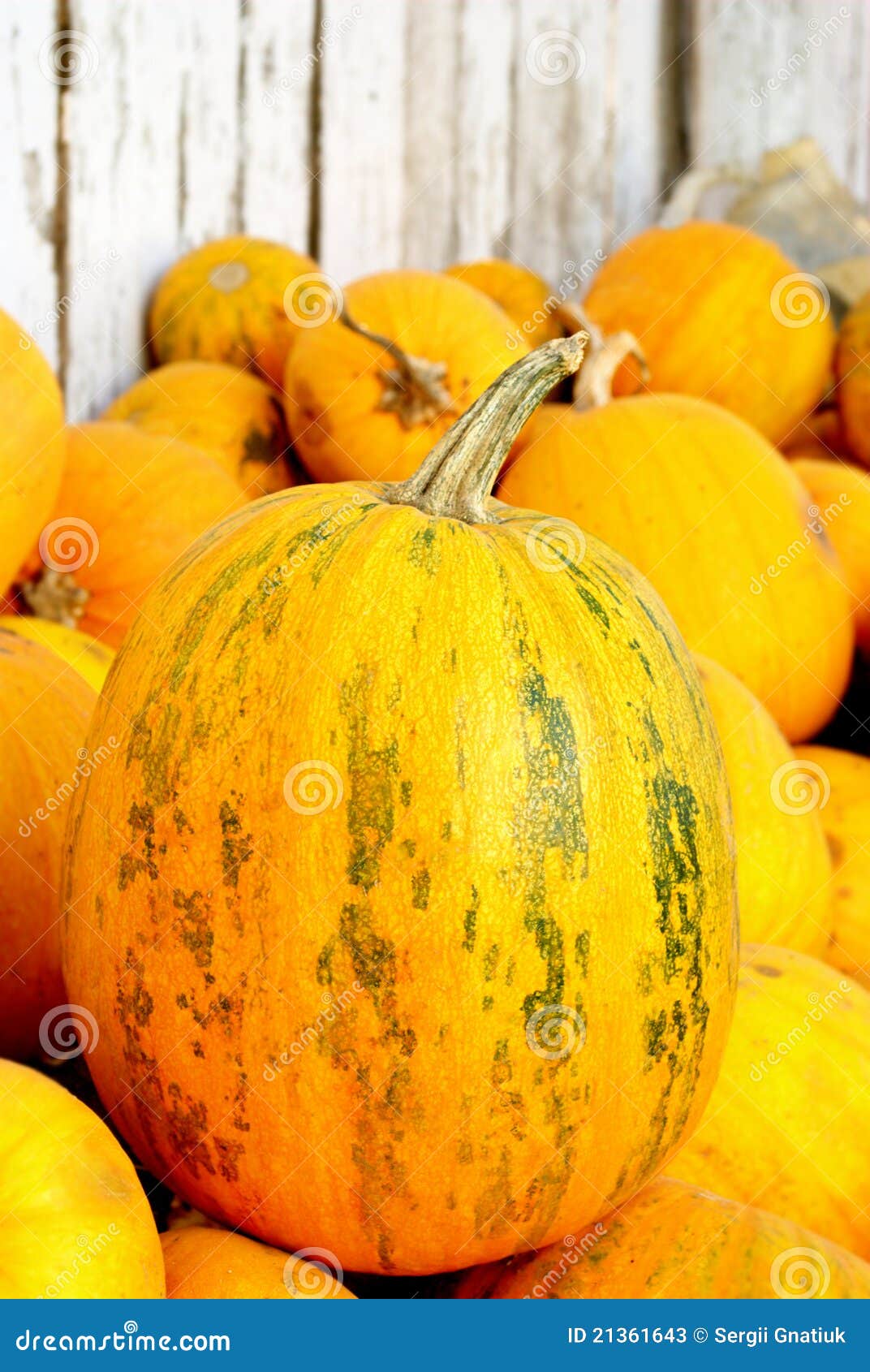 Ripe yellow squash stock image. Image of farming, diet - 21361643