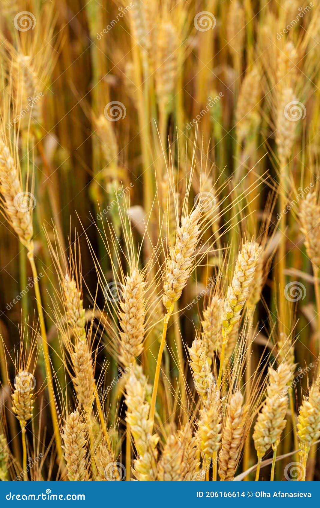 Ripe Yellow Wheat Close Up, Food in the Fields Stock Photo - Image of ...