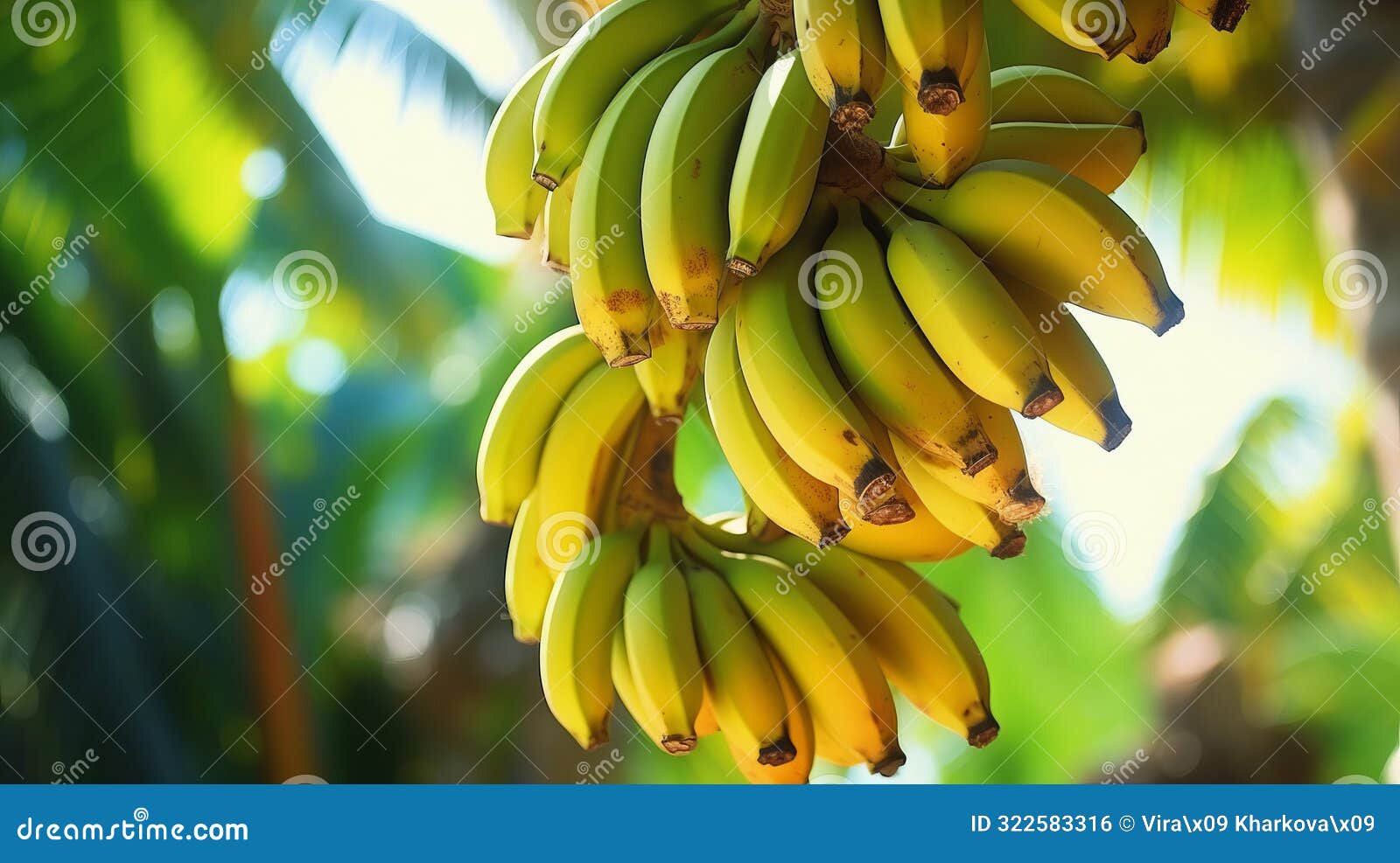 Ripe Yellowing Bananas Hanging on a Palm Tree Stock Photo - Image of ...