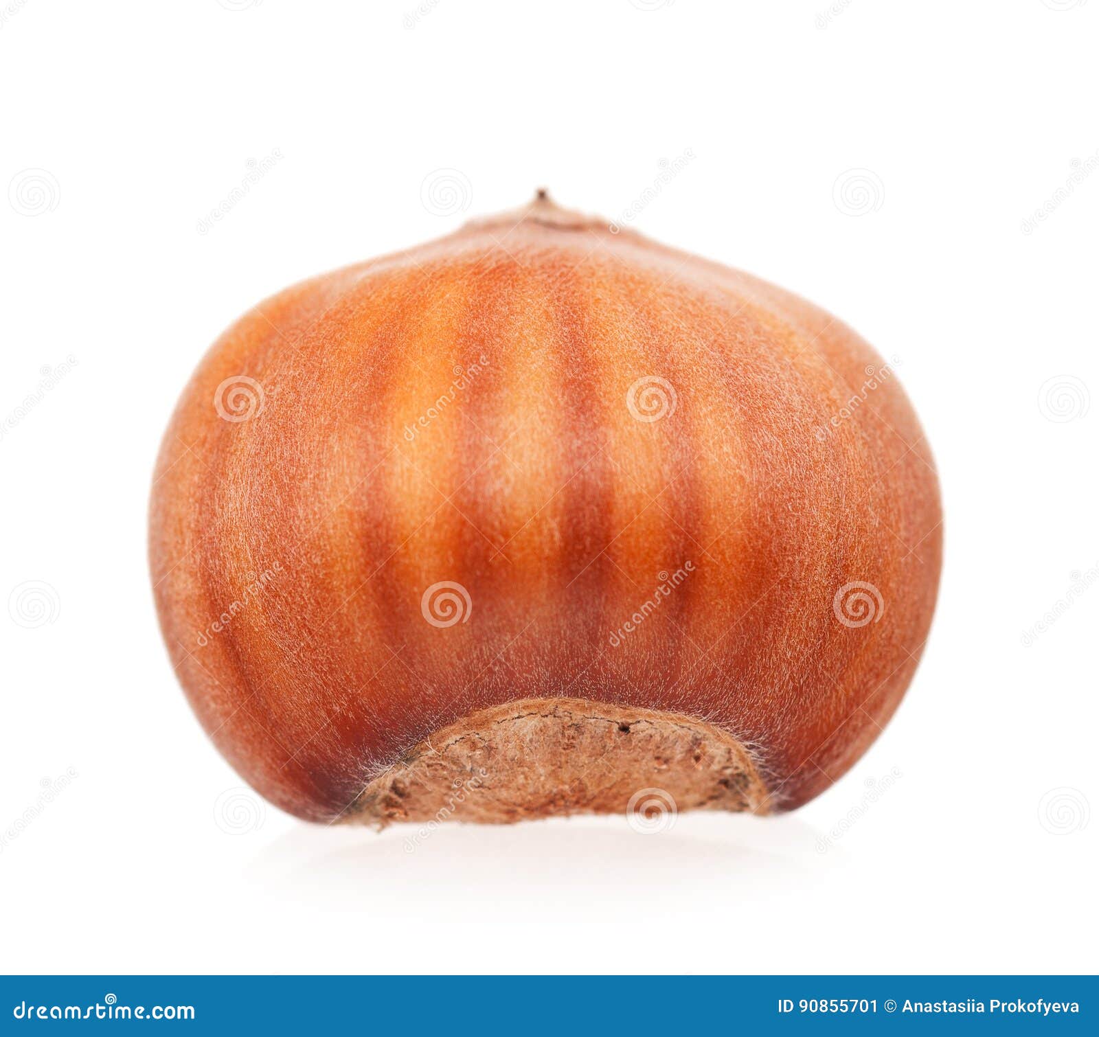 Ripe young filbert stock image. Image of isolated, hunger - 90855701