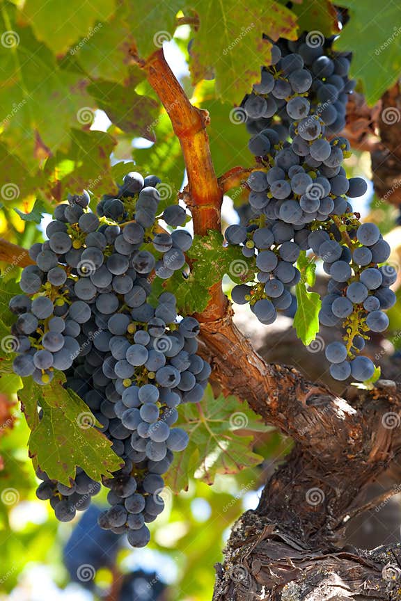Ripe Znfandel Grape Clusters on Gnarled Grape Vine Stock Photo - Image ...