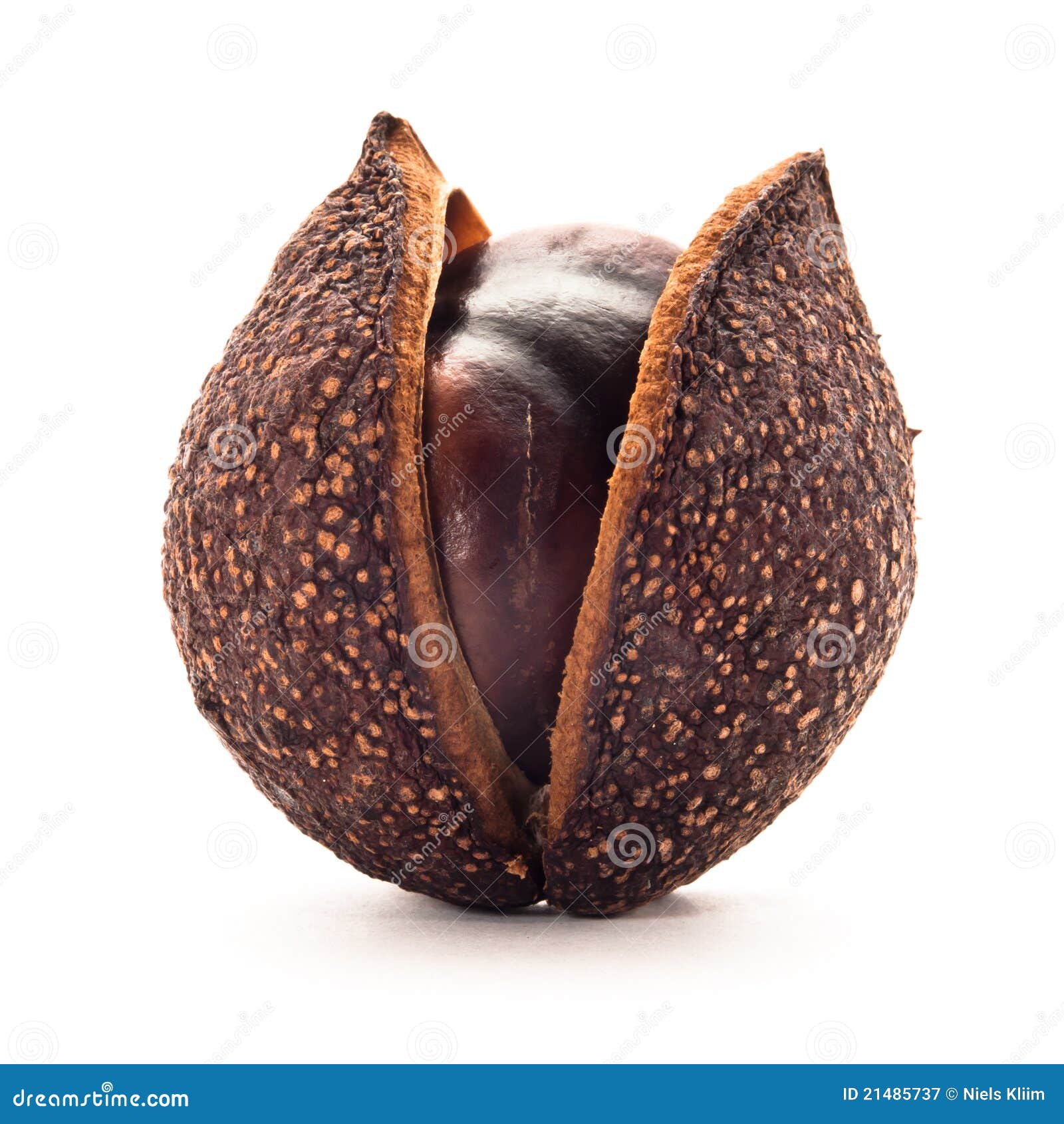 Riped chestnut stock image. Image of life, nature, fall - 21485737