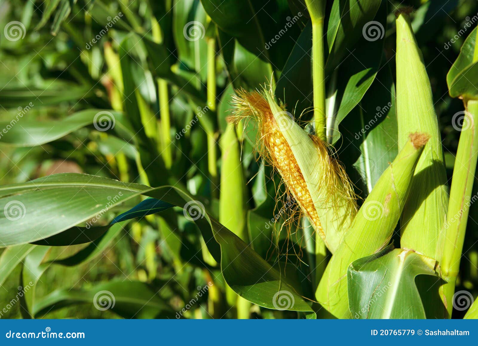 Riped corn in the field stock image. Image of plant, organic - 20765779