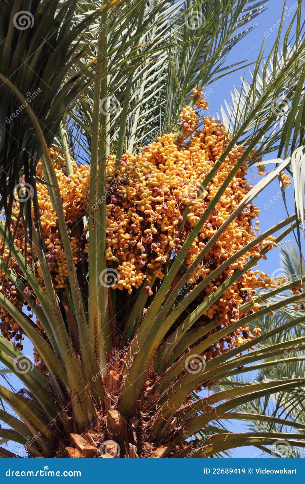 Riped dates stock image. Image of arabic, detail, farming - 22689419