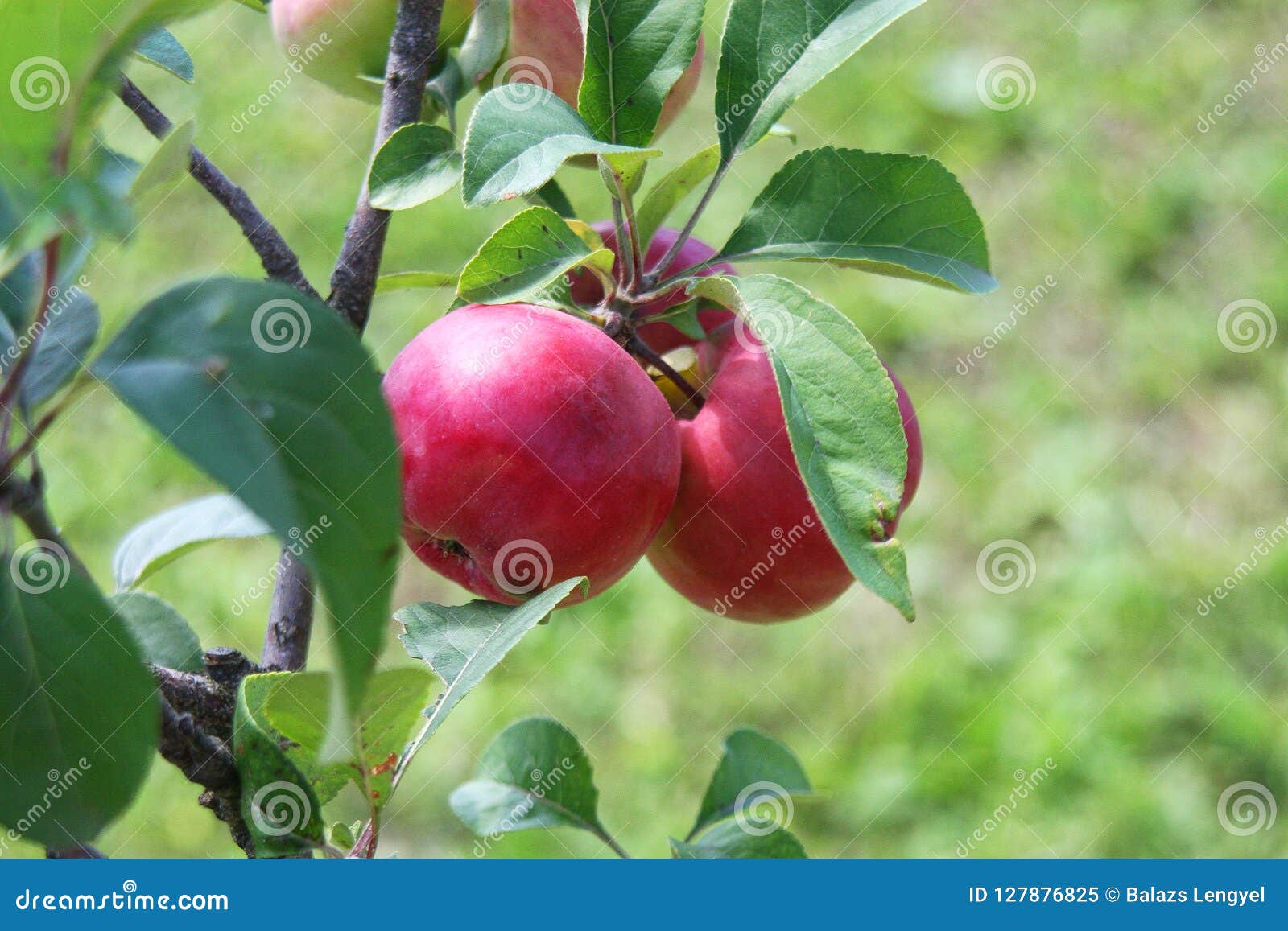 Riped, Fine, Red Apple on the Tree Stock Image - Image of orchard ...