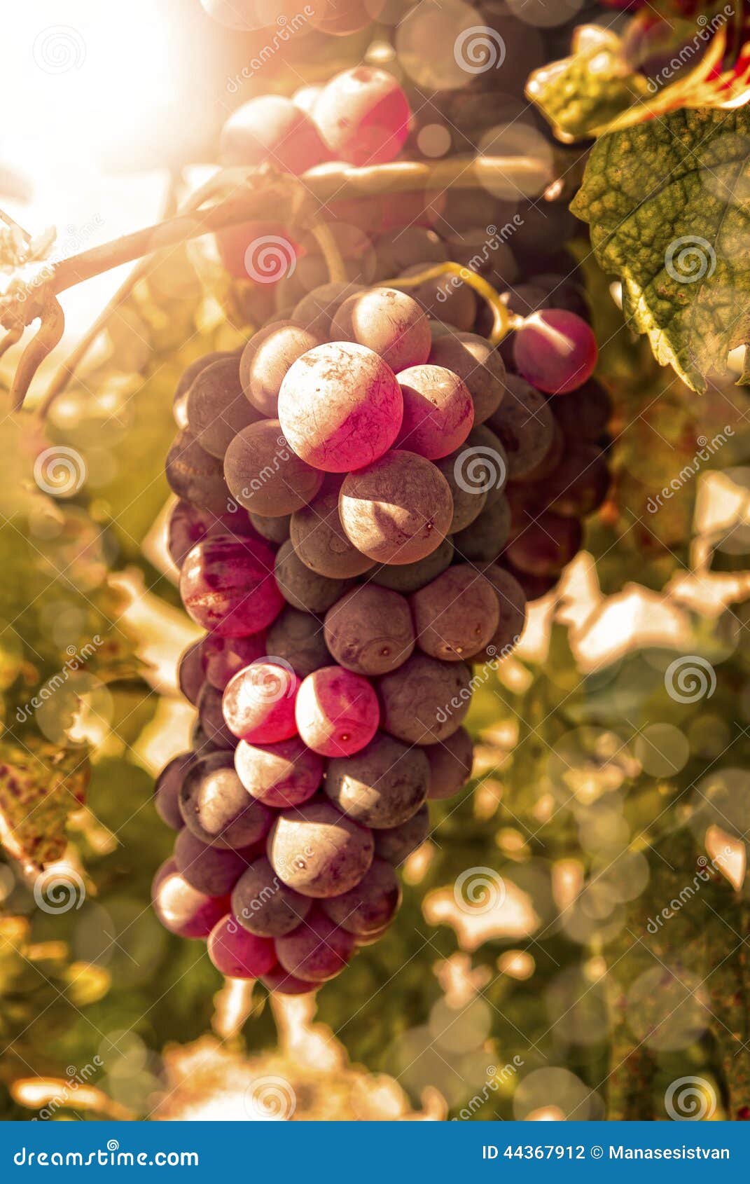 Riped grapes in autumn stock photo. Image of fresh, growing - 44367912