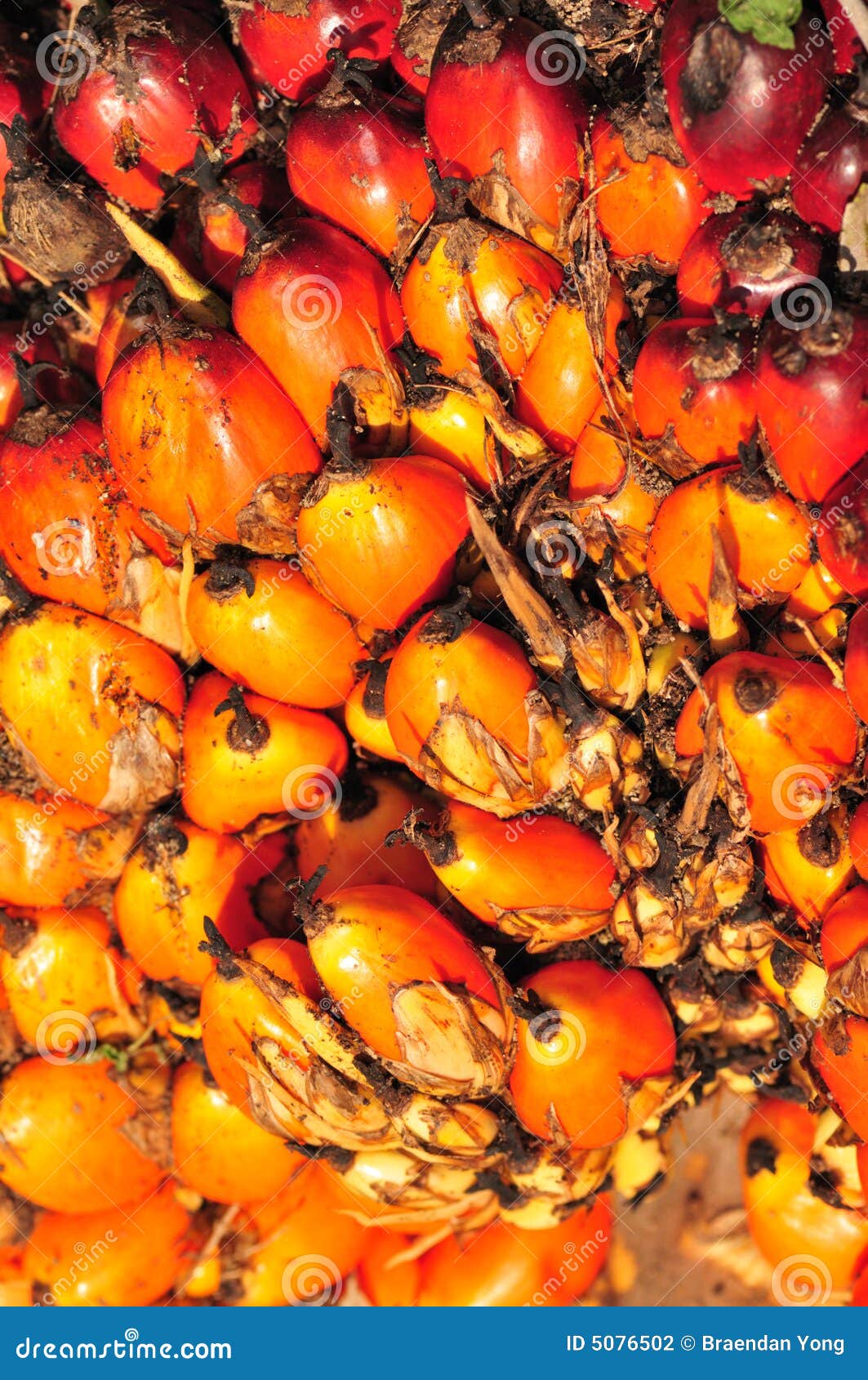 Riped Palm Kernel Seed stock photo. Image of kernel, seeds - 5076502