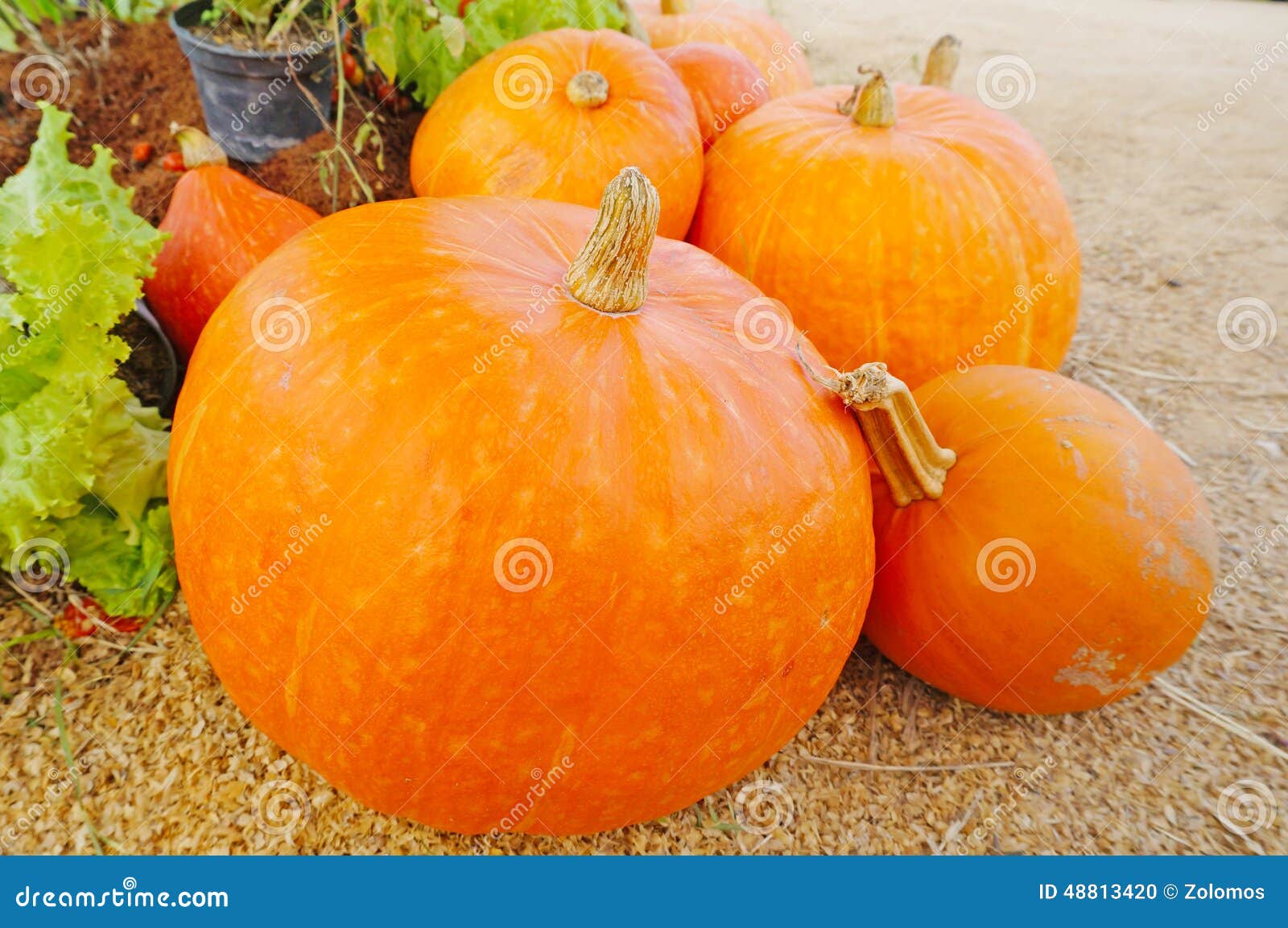 Riped pumpkin stock photo. Image of agriculture, patch - 48813420