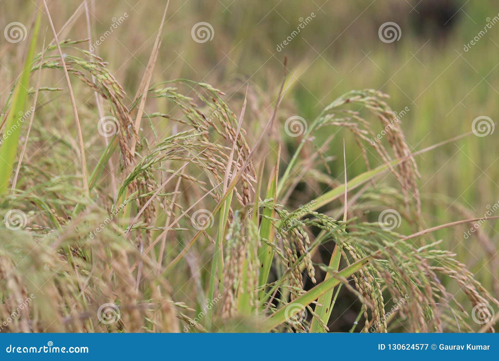 Riped Rice Grain stock image. Image of condition, ready - 130624577