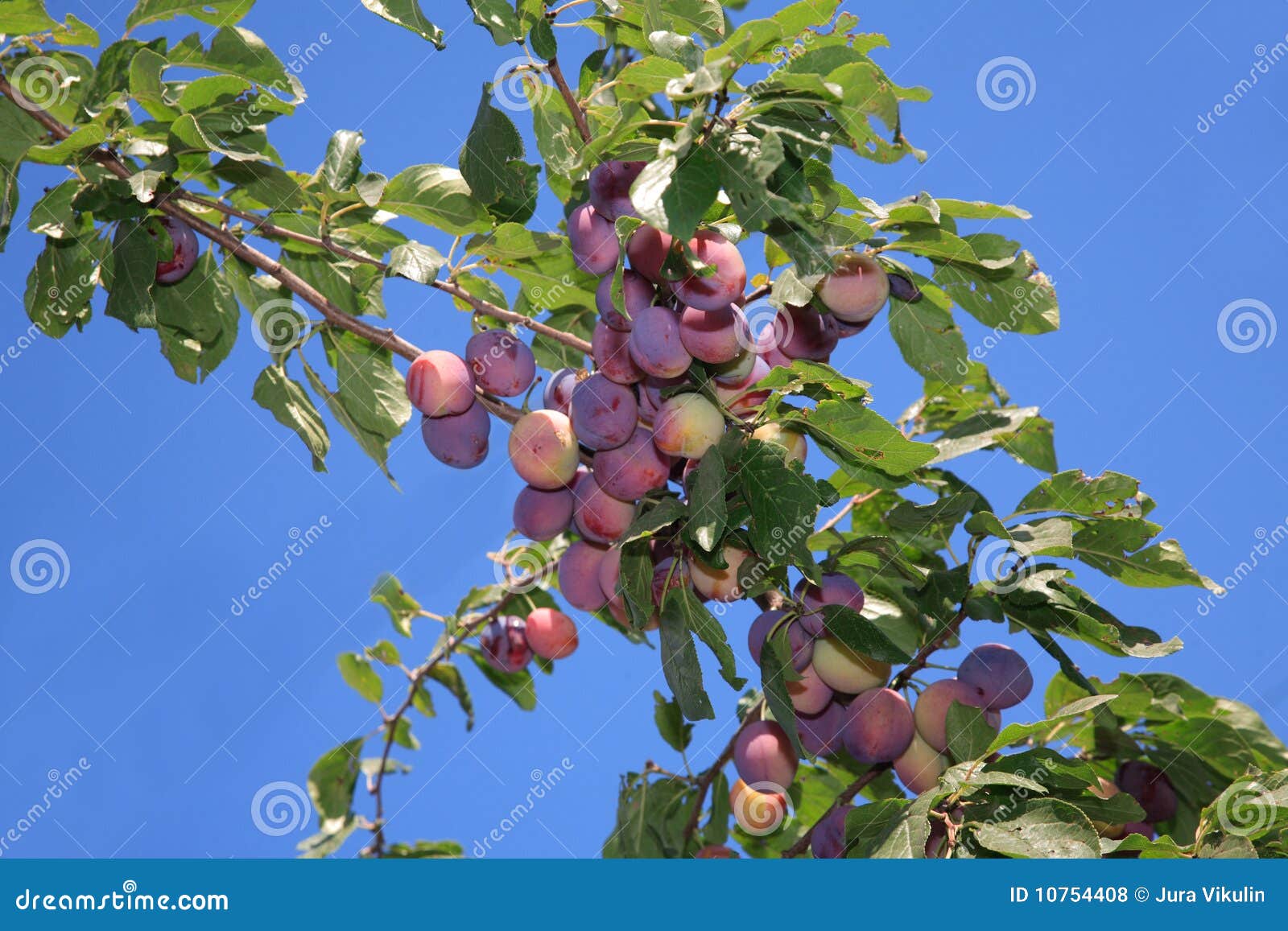 Ripen stock photo. Image of leaves, blue, violet, fruit - 10754408