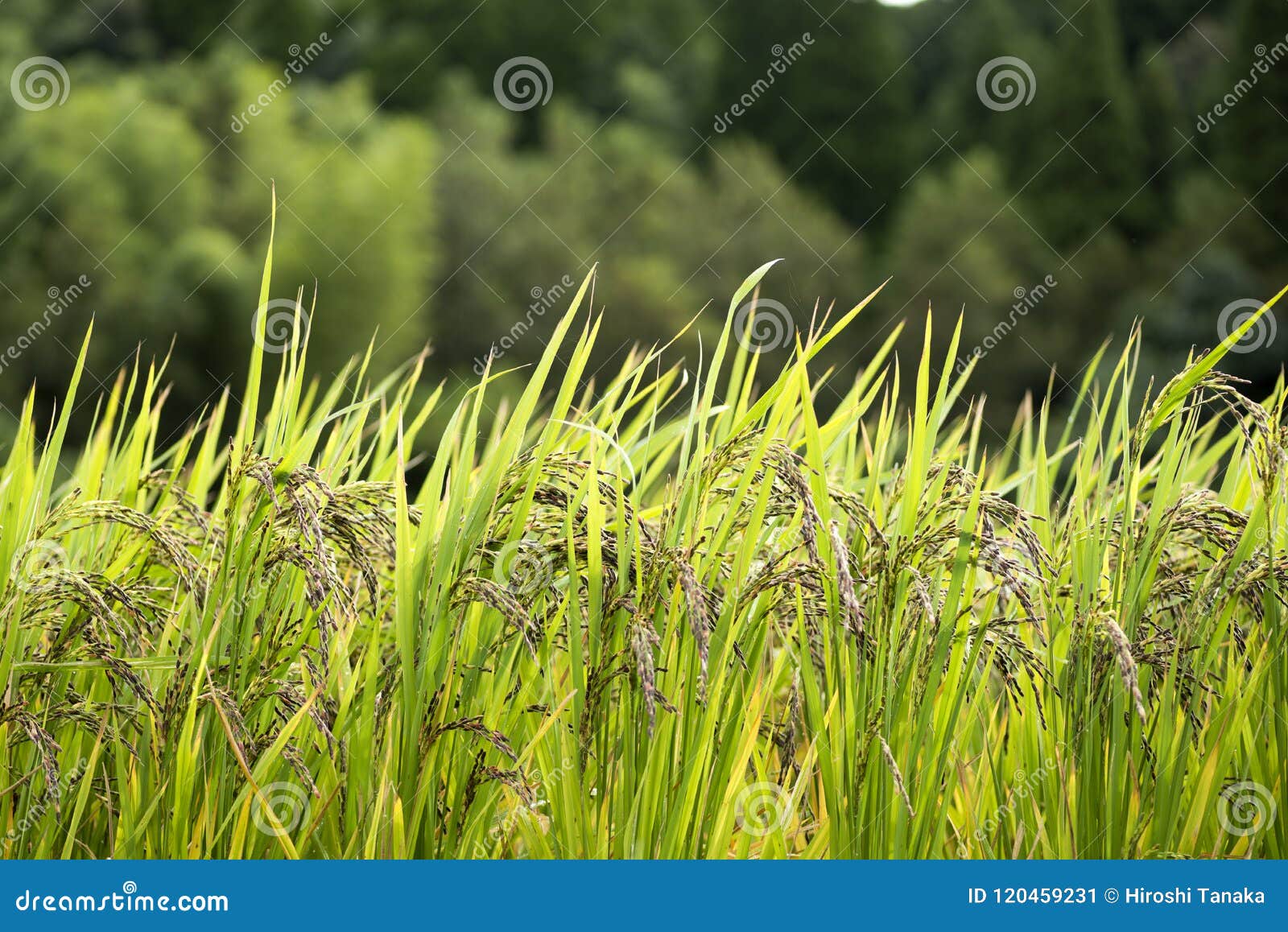 Ancient Rice Ears Stock Photo | CartoonDealer.com #88736658