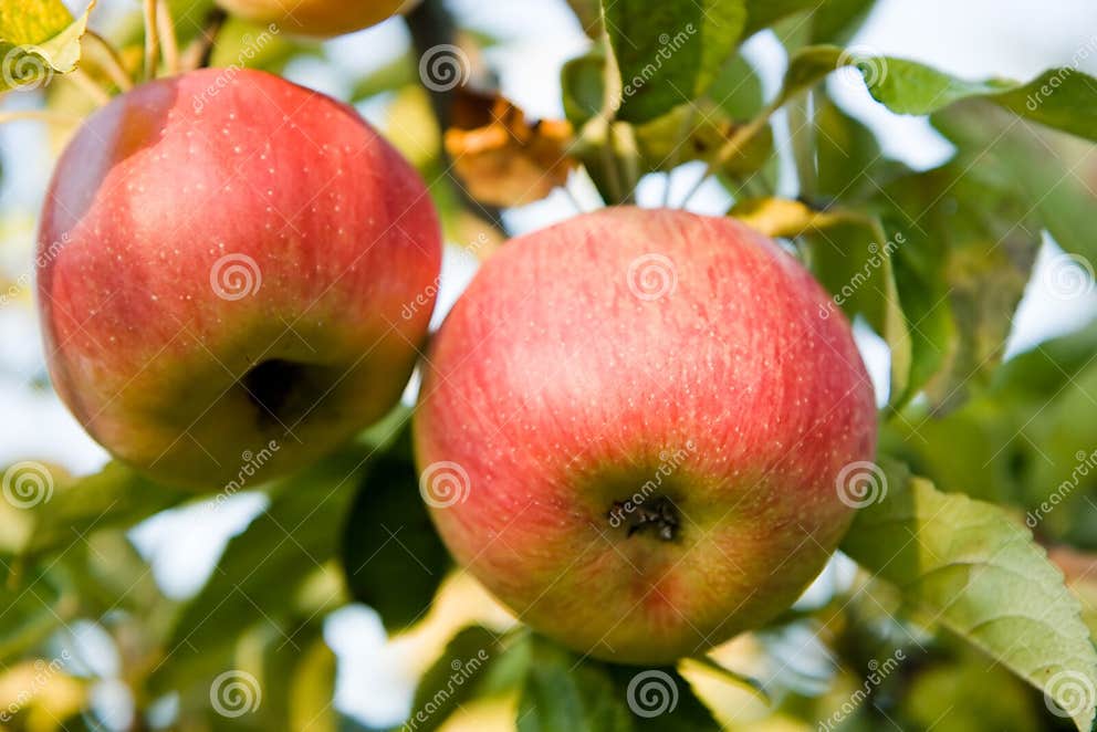 Ripen apple on the tree stock image. Image of farm, purity - 6380449