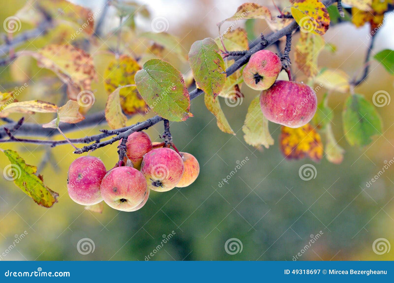 Ripen Apples on Branch in Fall Stock Image - Image of chill, growing ...