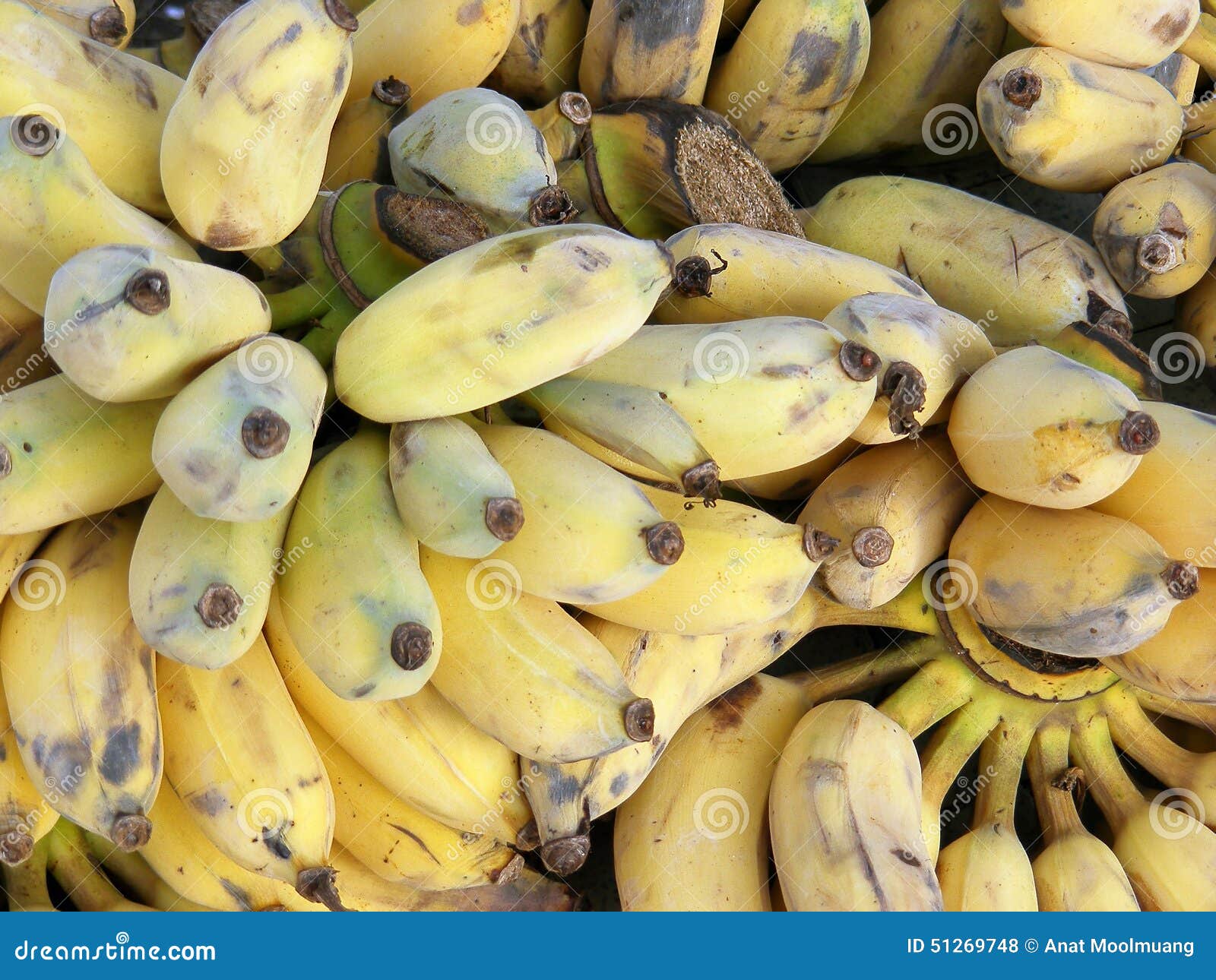 Ripen bananas stock photo. Image of namwa, tropical, wild - 51269748