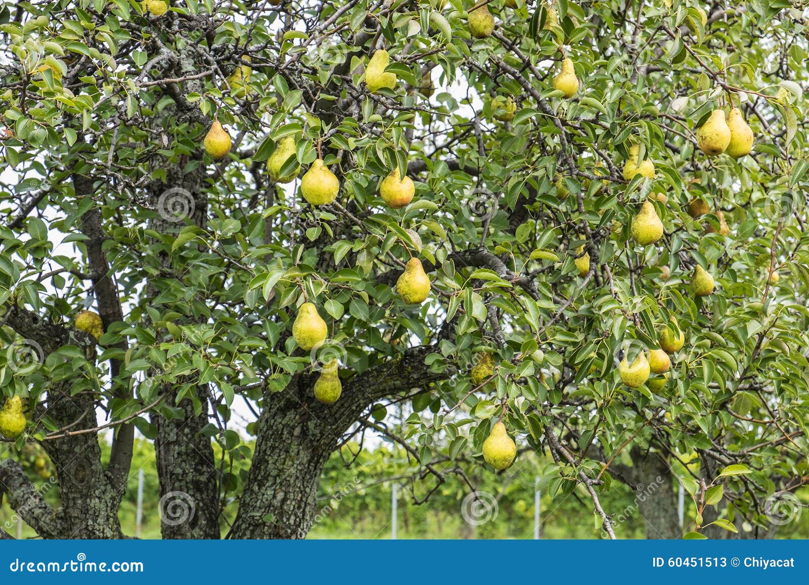 Ripen Bosc Pears in an Orchard Stock Image - Image of yellow, temperate ...