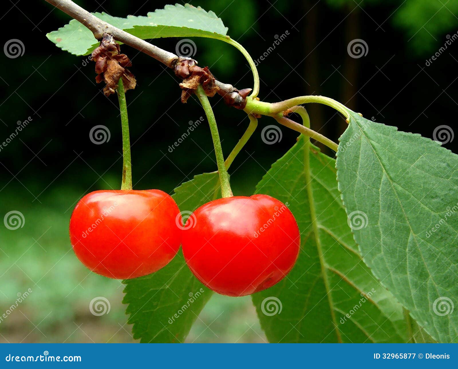 Ripen cherries stock image. Image of filtered, tree, yield - 32965877