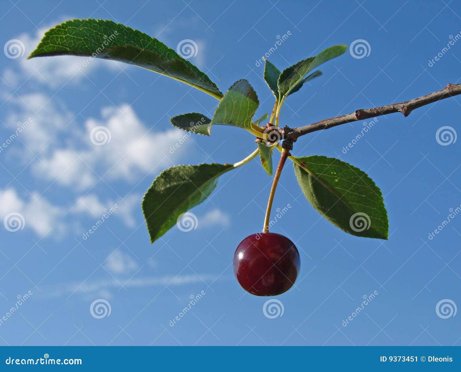 Ripen cherry stock image. Image of leaf, plantation, ripening - 9373451
