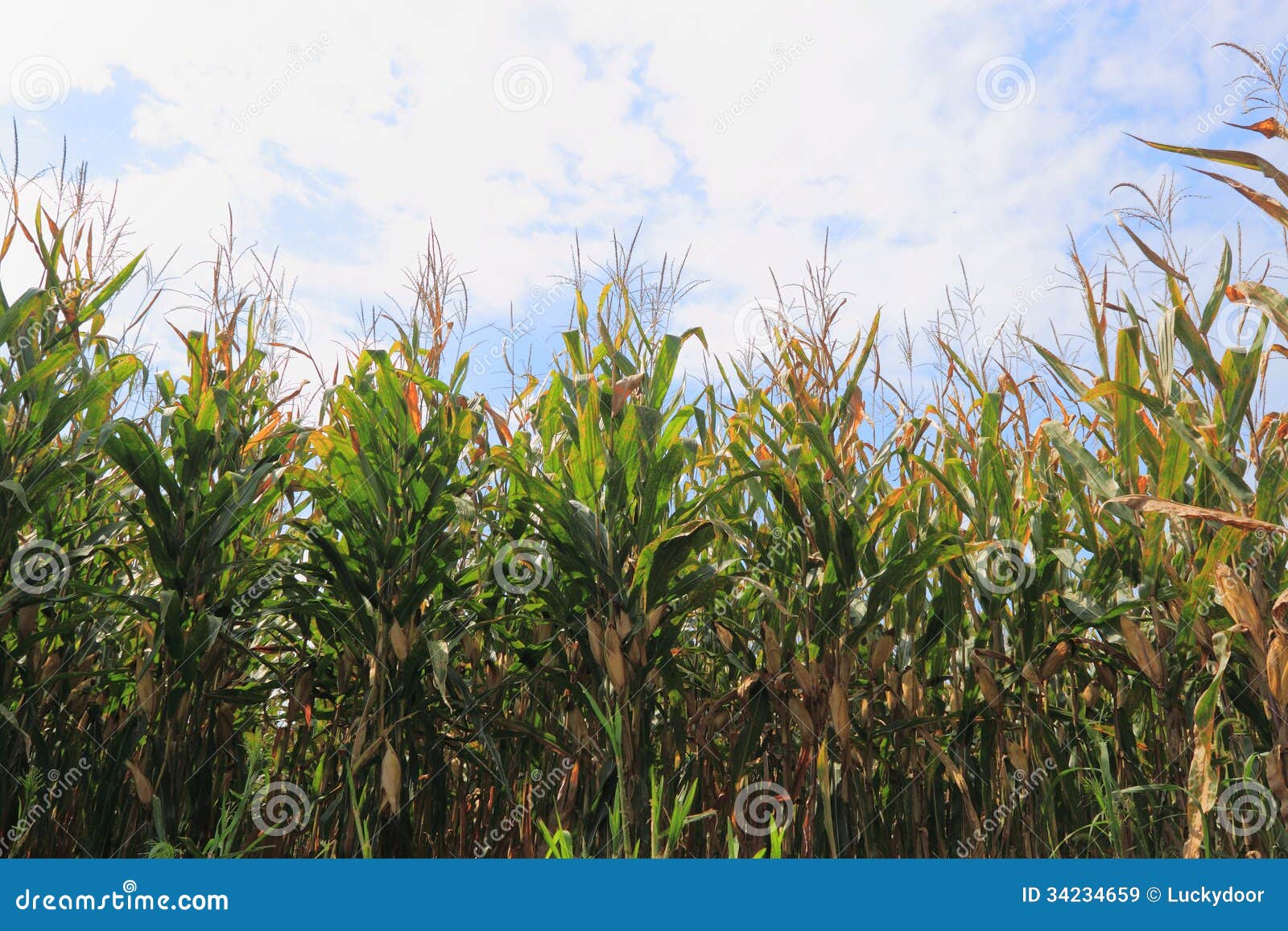Ripe Corn Field stock image. Image of leaves, countryside - 34234659