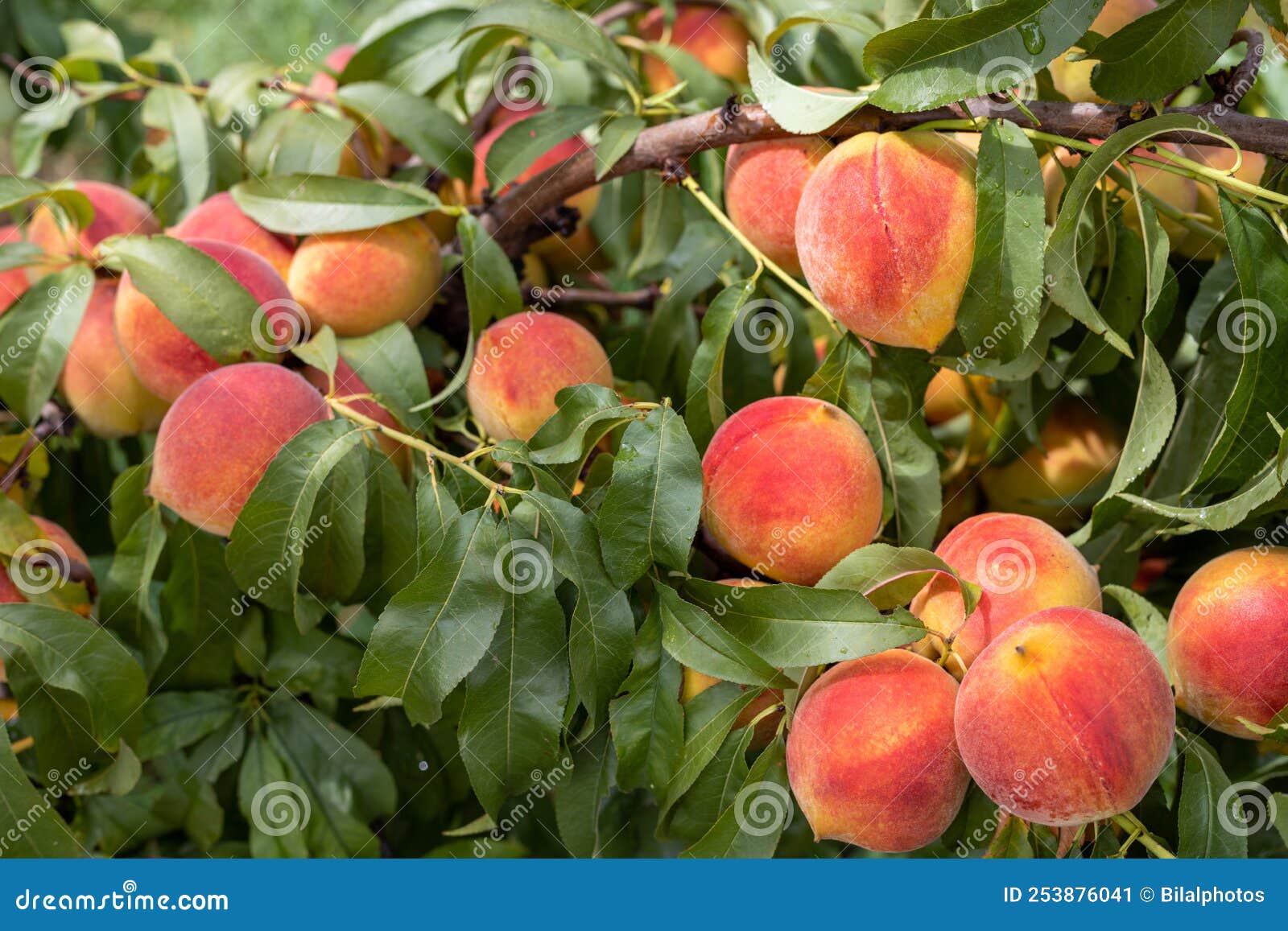 Ripen Peaches on a Fruit Tree in the Garden Stock Image - Image of ...