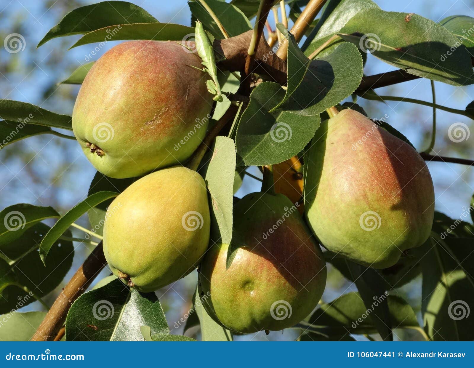 Ripen pears stock image. Image of healthy, garden, leaf - 106047441