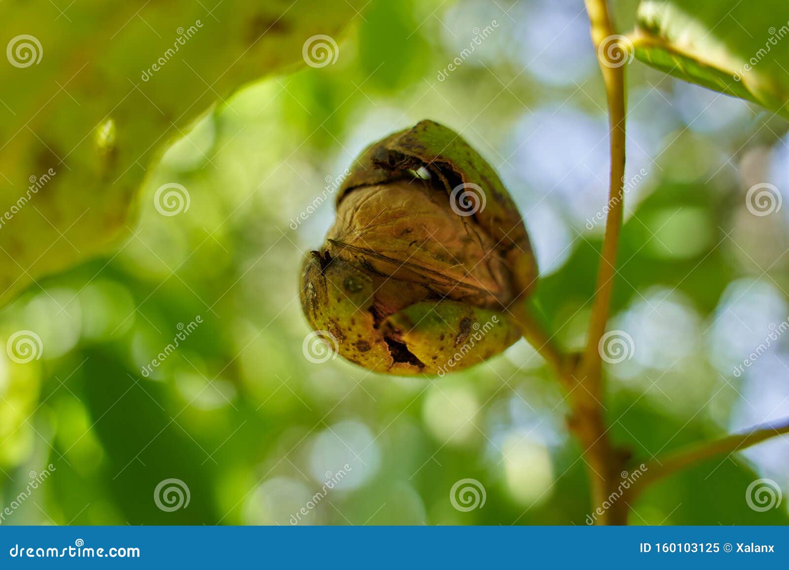 Ripen walnuts in the tree stock image. Image of agriculture - 160103125